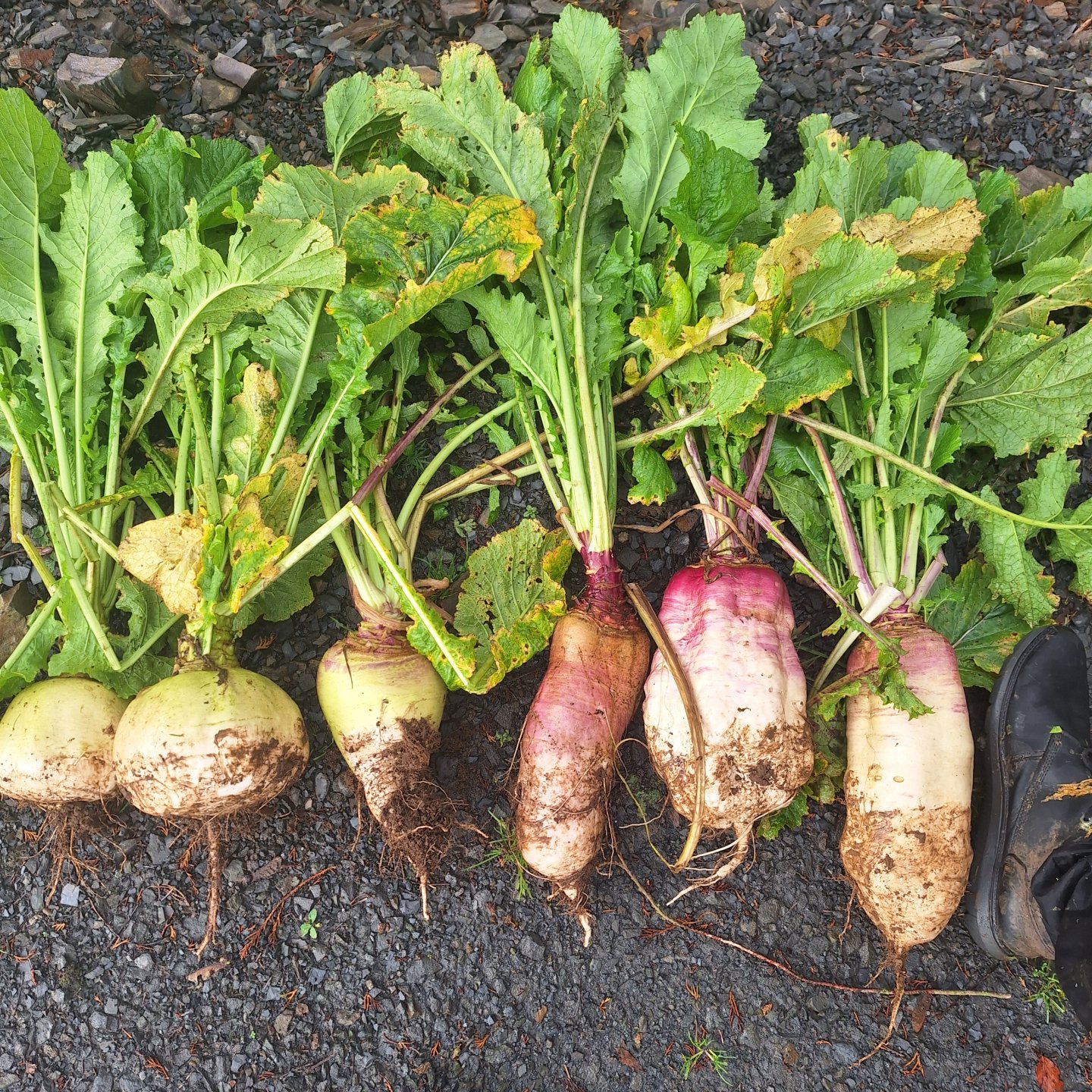 Stubble Turnips | Page 23 | The Farming Forum