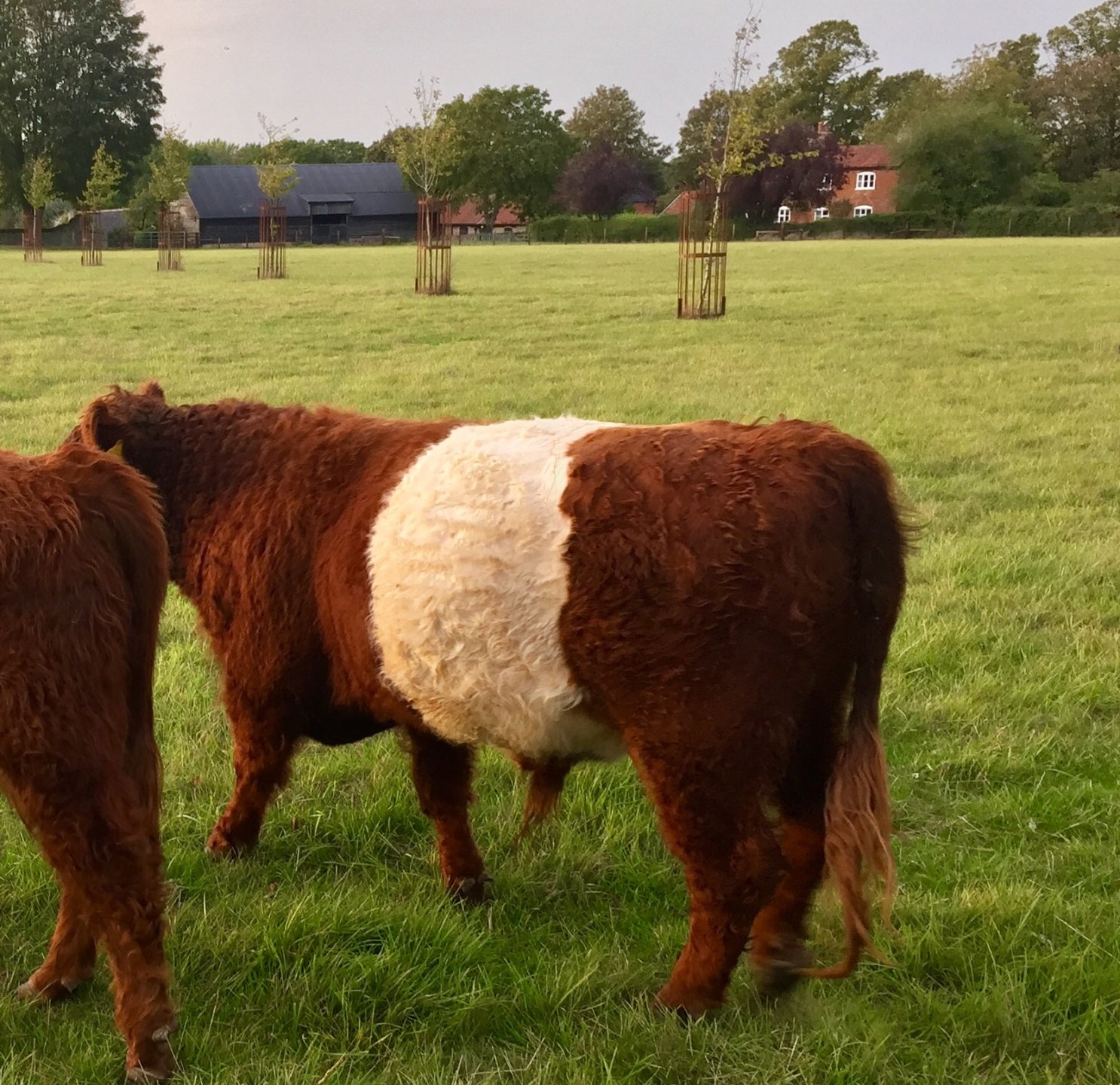 Red Belted Galloway bull for sale | The Farming Forum