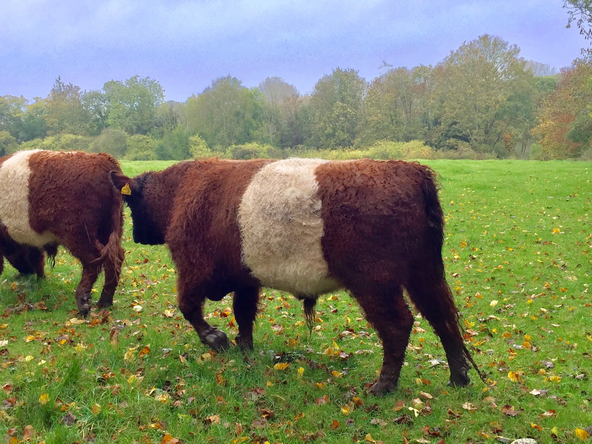 Red Belted Galloway bull for sale | The Farming Forum