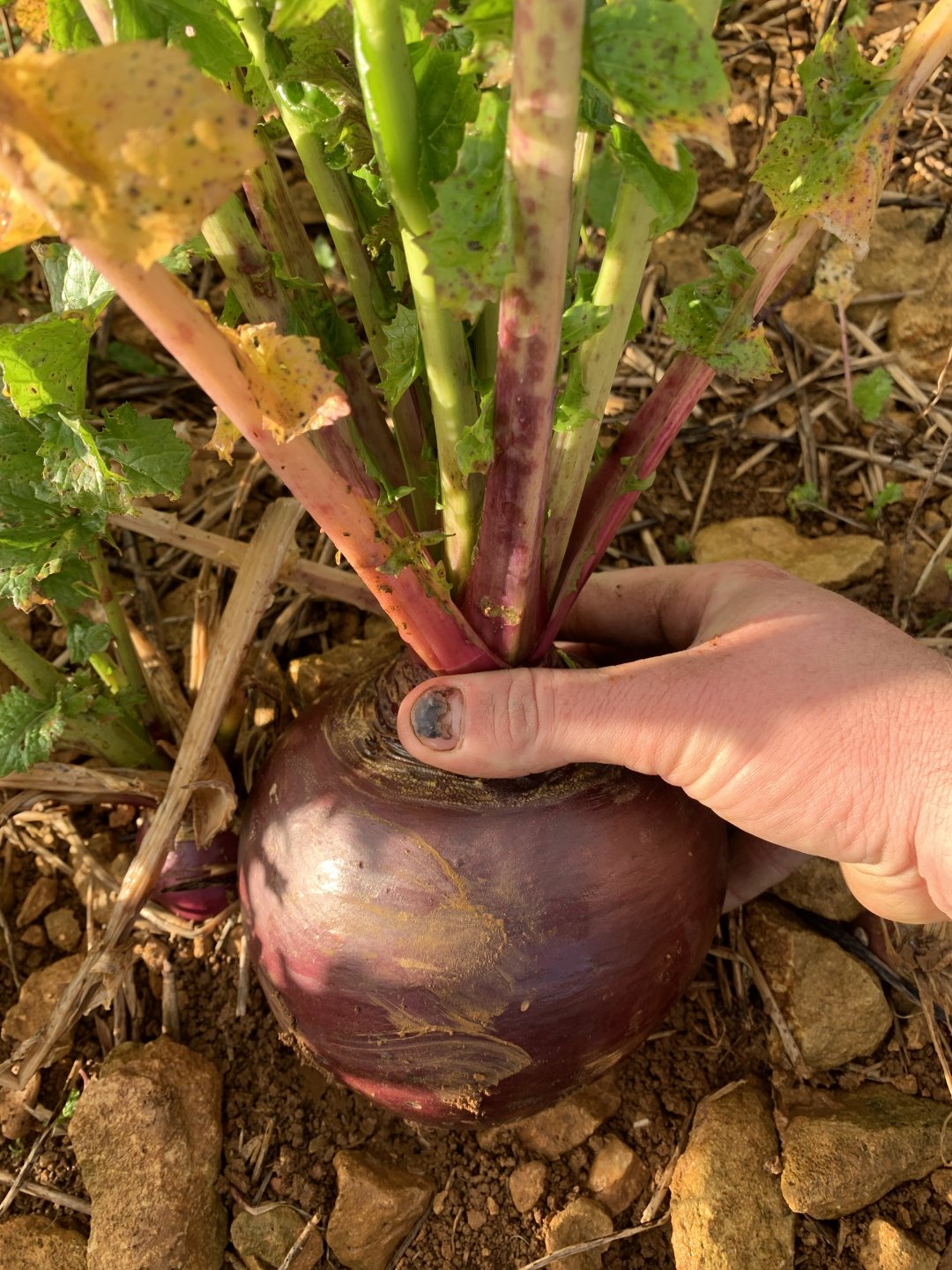 Stubble Turnips | Page 23 | The Farming Forum
