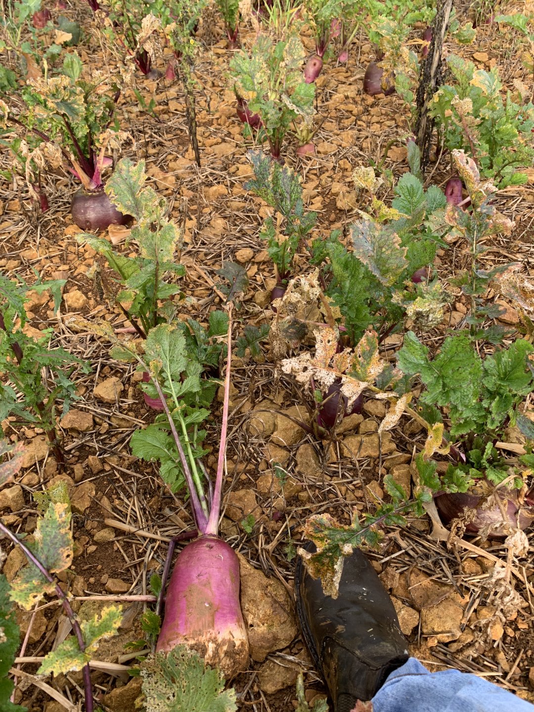Stubble Turnips | Page 23 | The Farming Forum