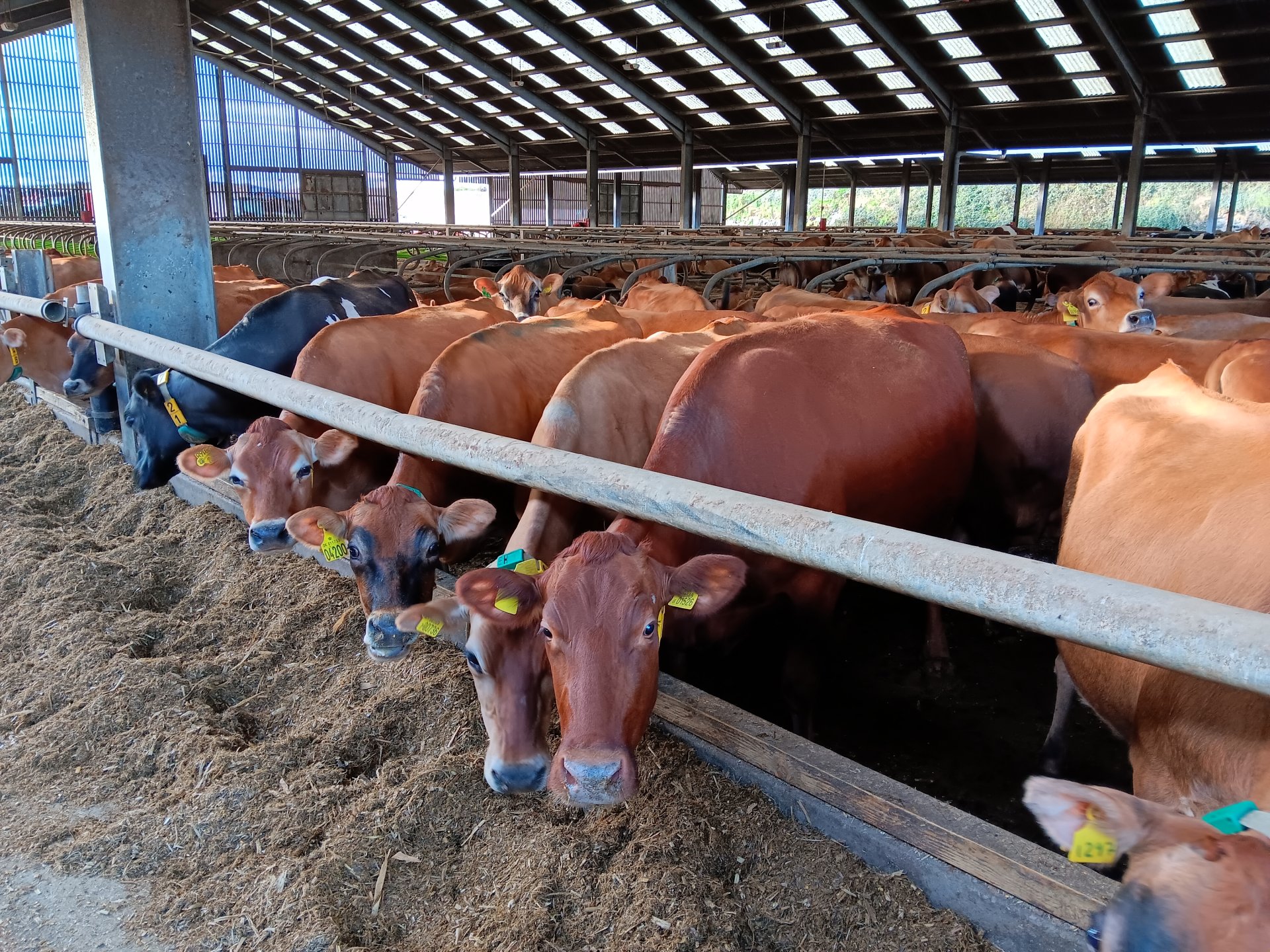 norwegian red or british friesan | Page 2 | The Farming Forum