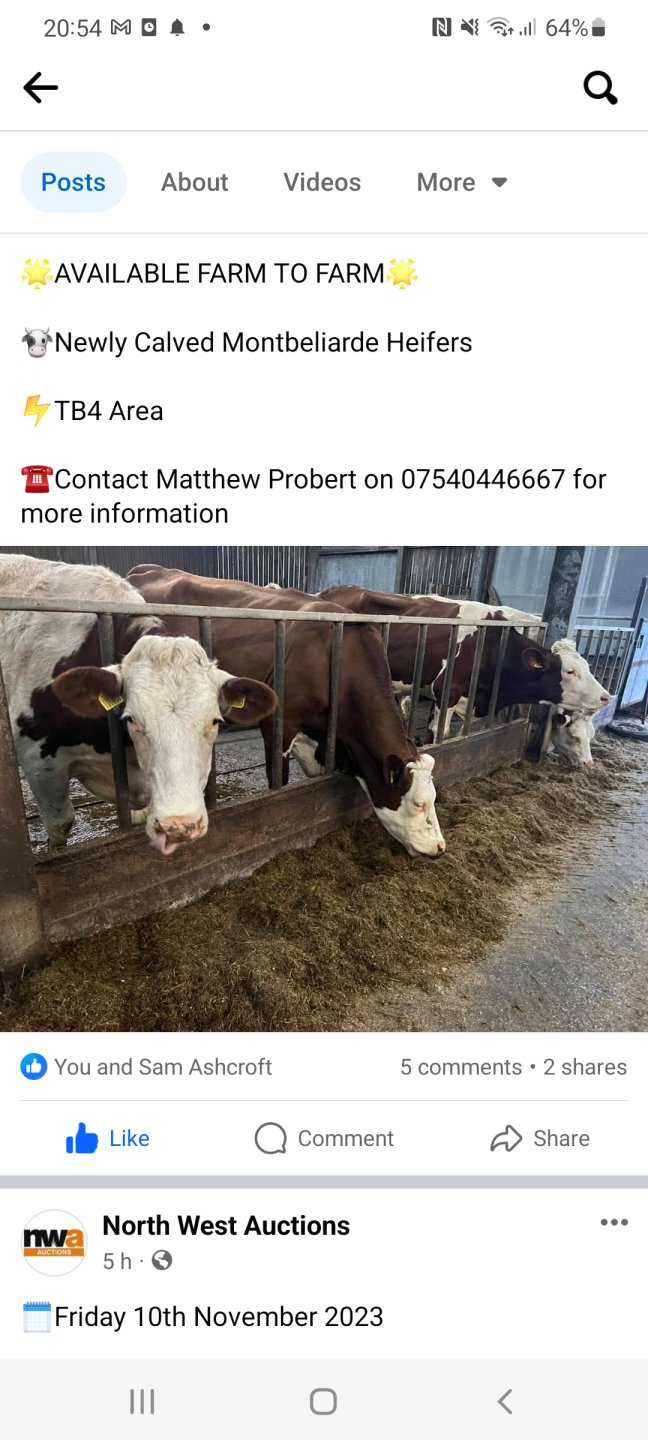 New calved heifers | The Farming Forum