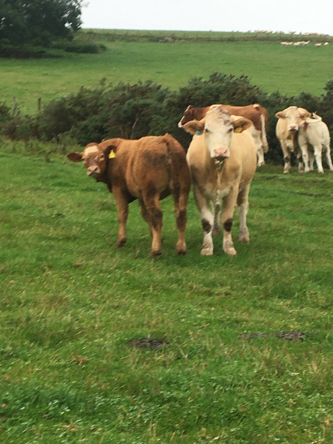 Perfect Suckler cow?? | Page 13 | The Farming Forum