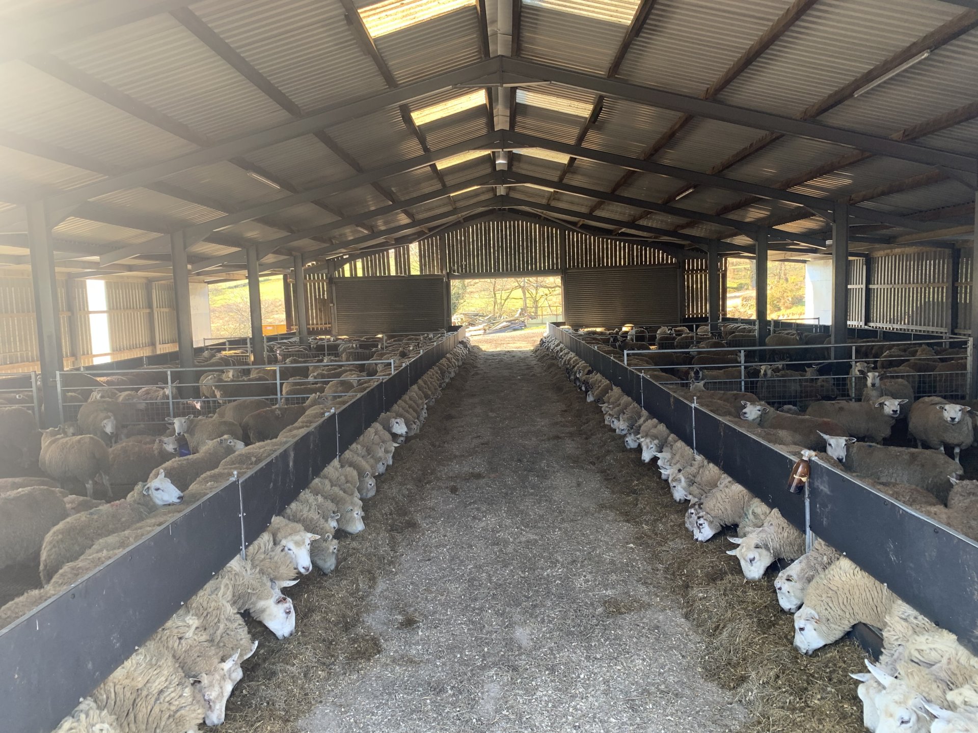 Sheep slatted shed design | Page 2 | The Farming Forum