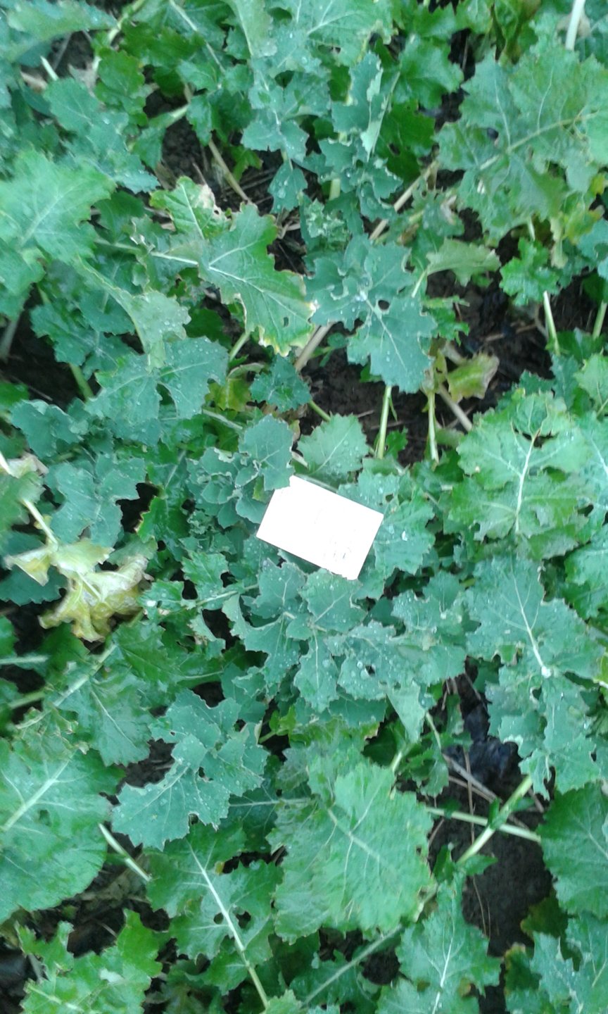 OSR GAI | The Farming Forum