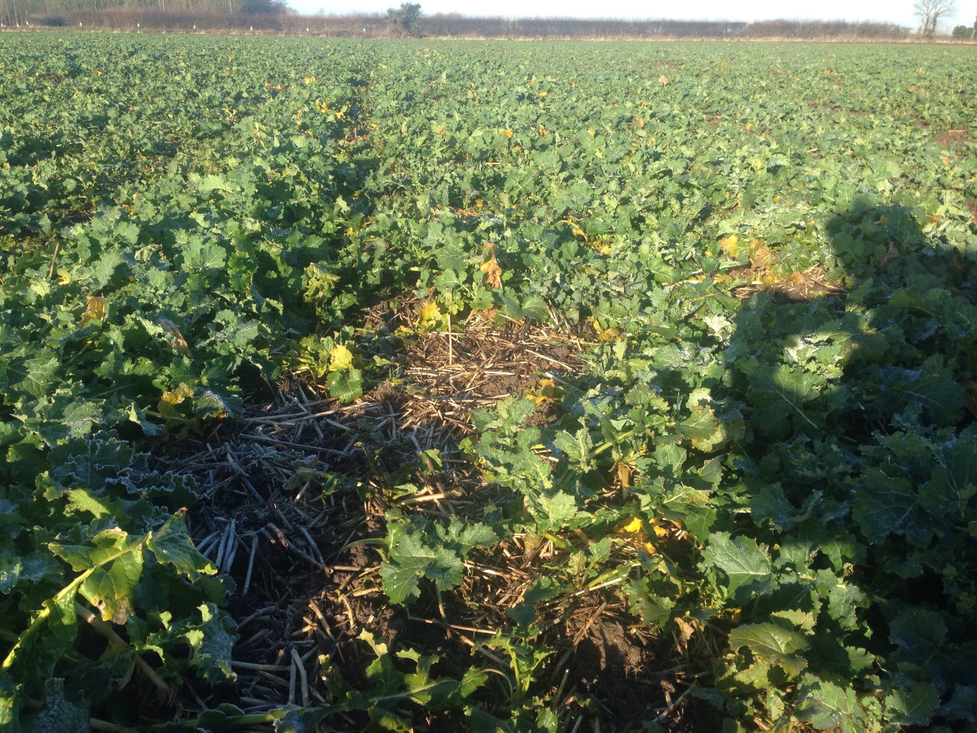 OSR GAI | The Farming Forum