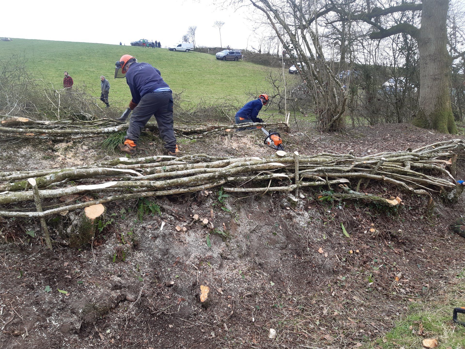 Best time to lay a hedge | Page 4 | The Farming Forum