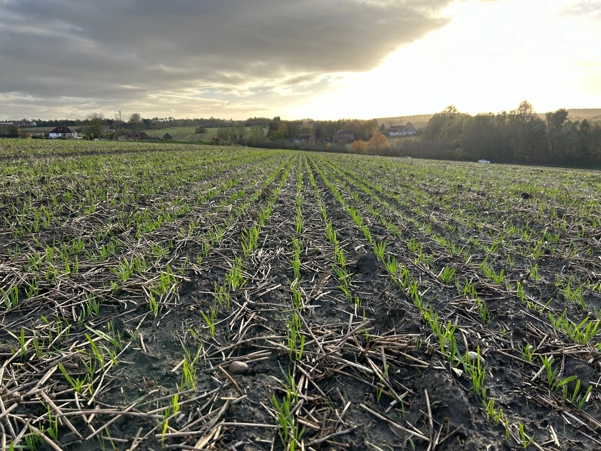 Direct/Strip-till drilling photo gallery | Page 143 | The Farming Forum