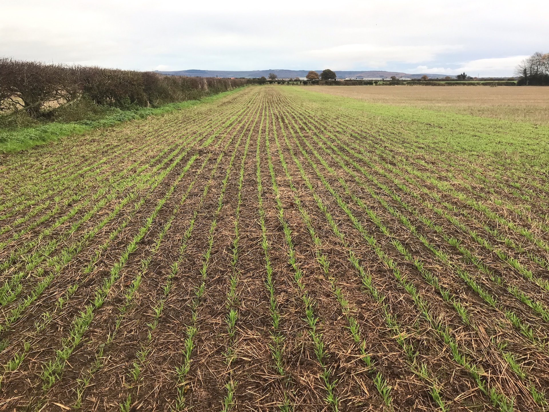 Direct/Strip-till drilling photo gallery | Page 143 | The Farming Forum