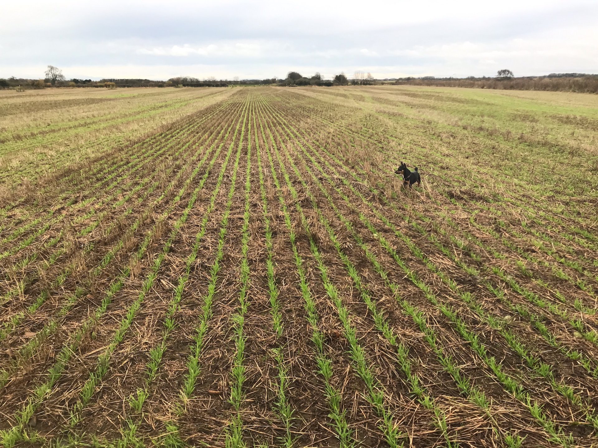 Direct/Strip-till drilling photo gallery | Page 143 | The Farming Forum
