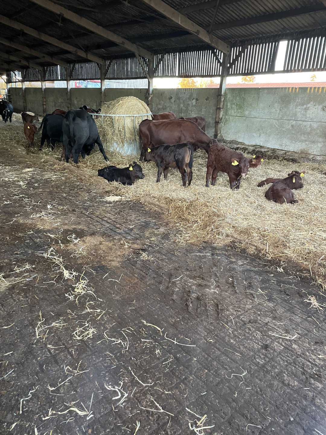 Confessions of the Sheep/Beef Cattle/Pig Addicts | Page 2539 | The ...