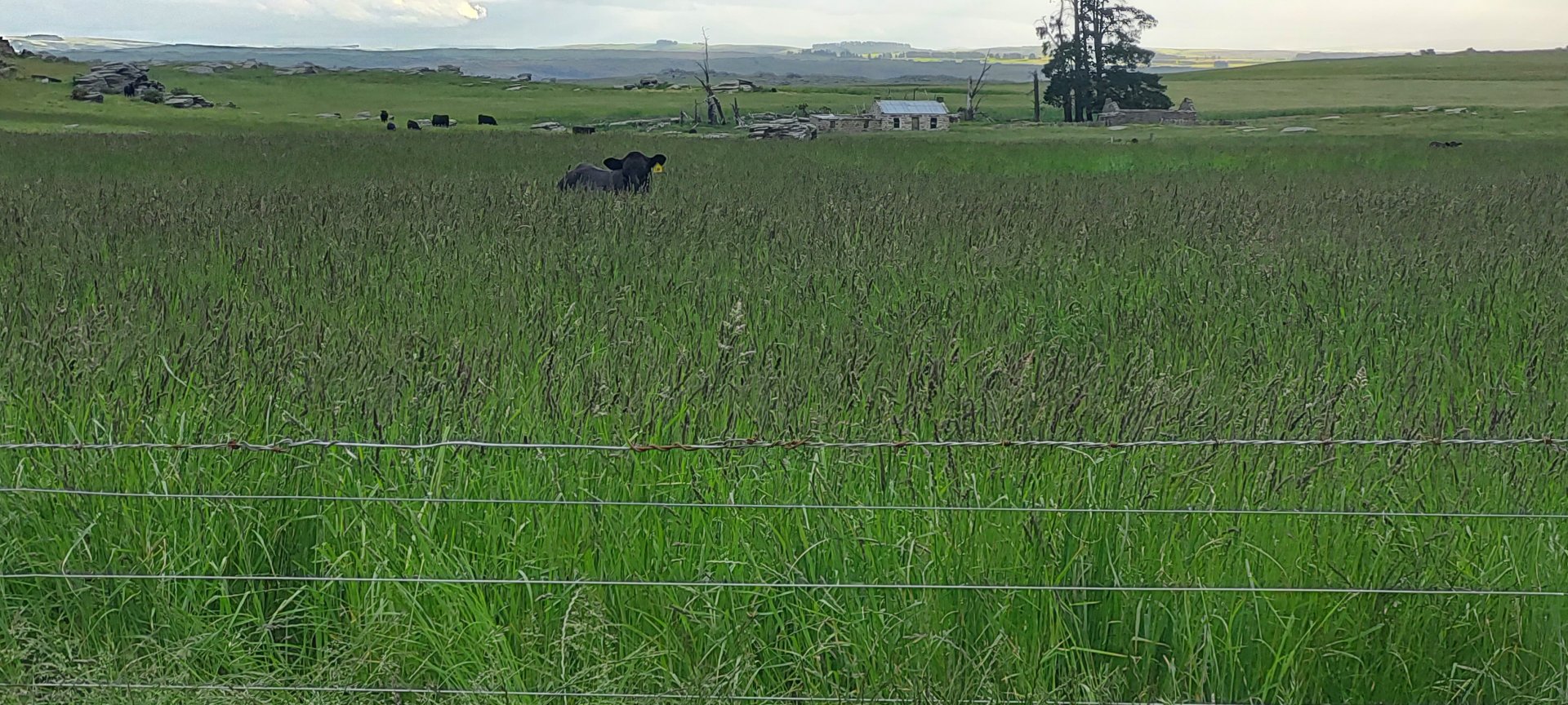 "Improving Our Lot" - Planned Holistic Grazing, for starters.. | Page 1518 | The Farming Forum