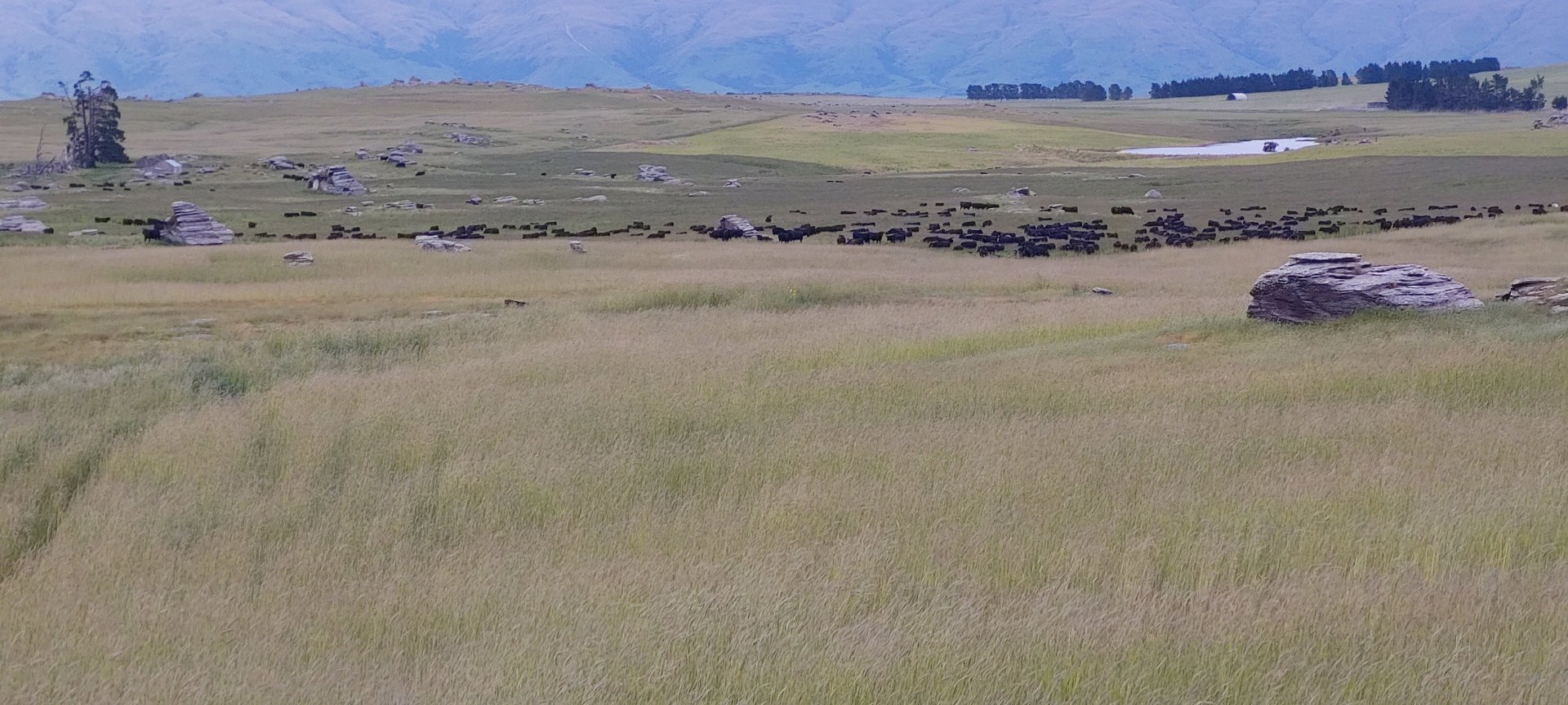 "Improving Our Lot" - Planned Holistic Grazing, for starters.. | Page 1518 | The Farming Forum