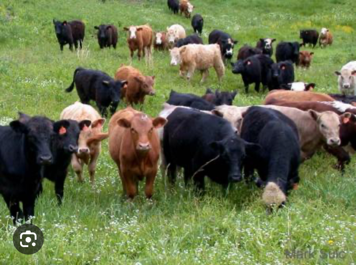 the big british beef battle | The Farming Forum