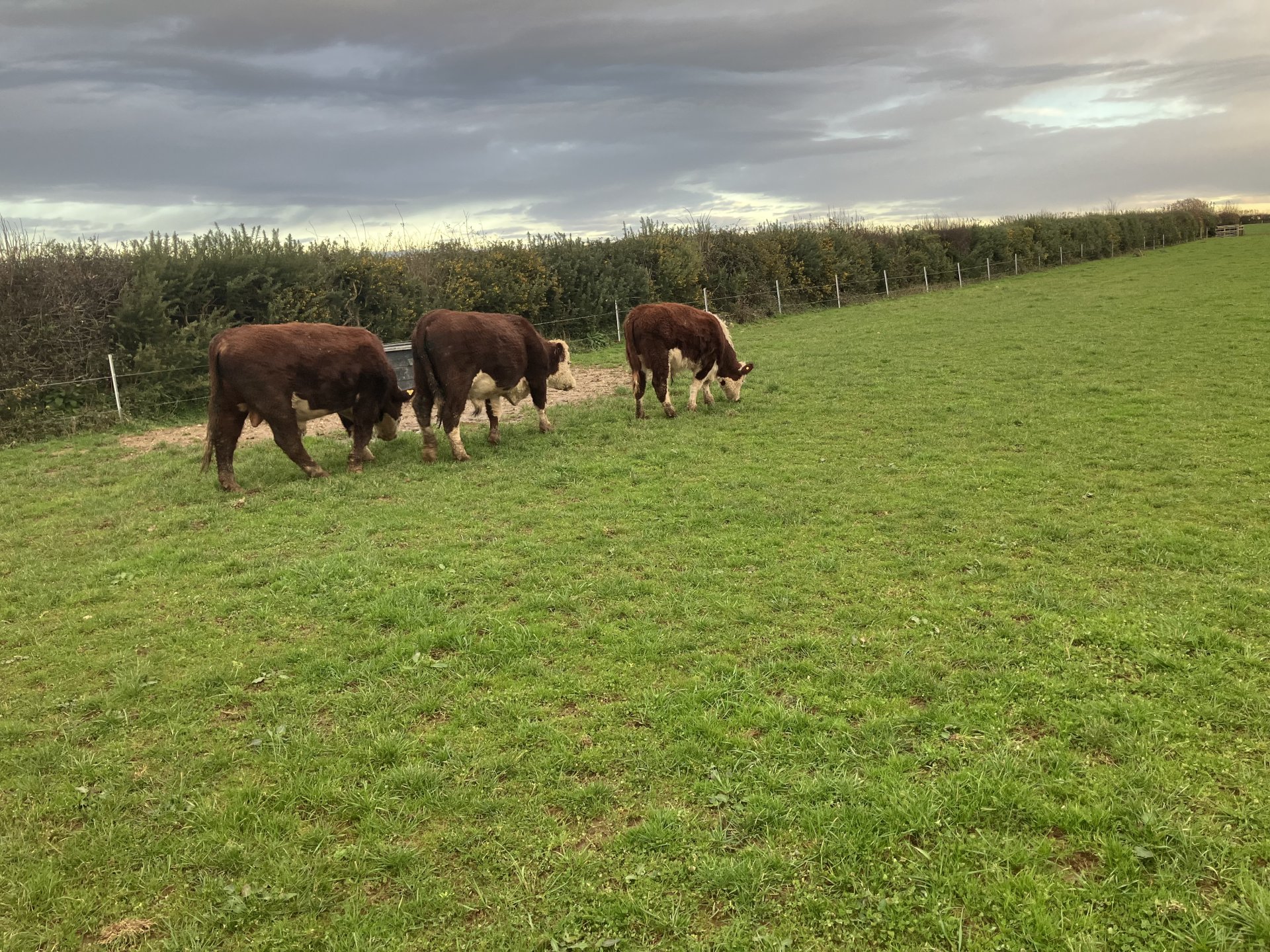 All things Dairy | Page 3199 | The Farming Forum