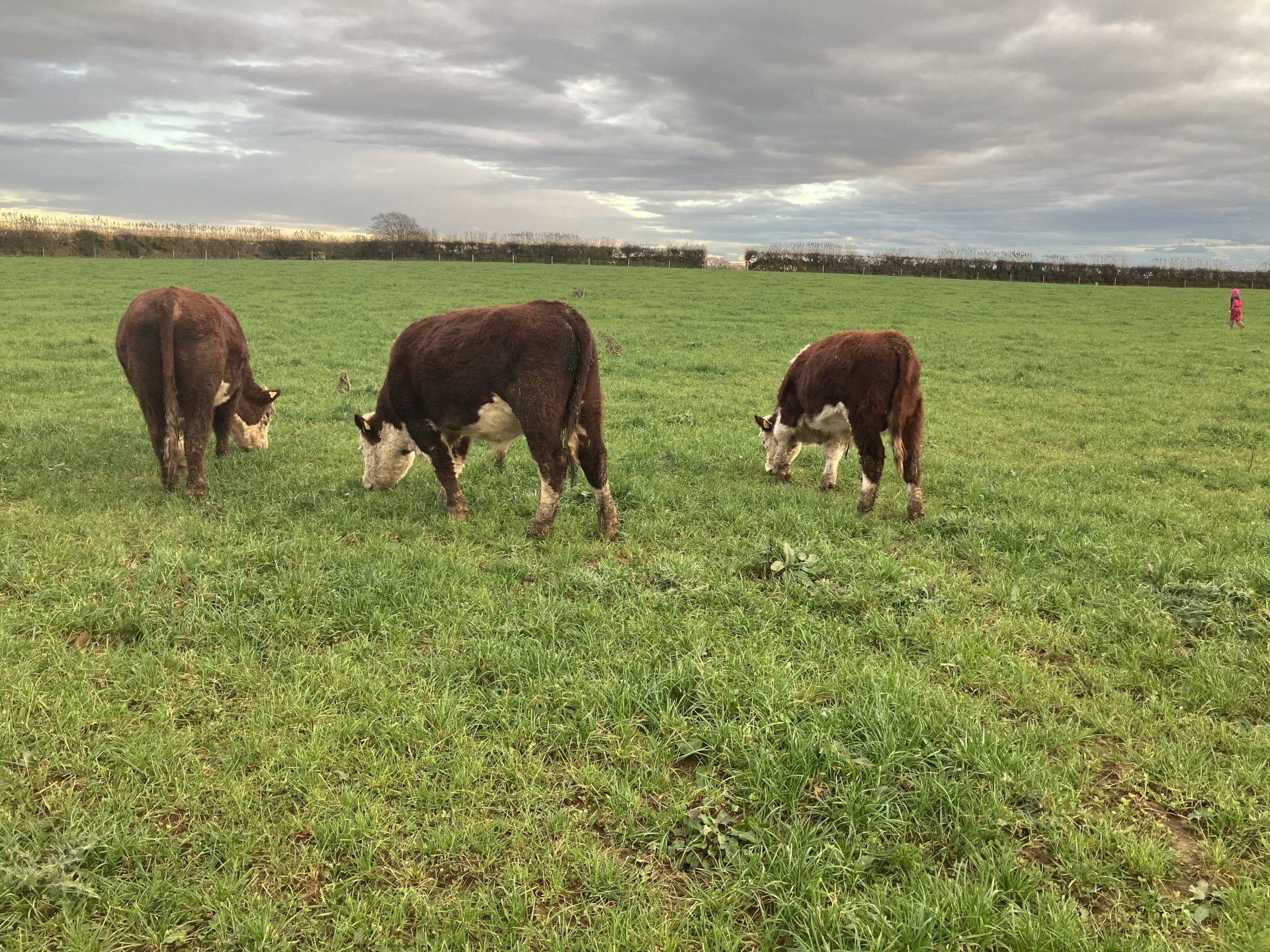 All things Dairy | Page 3199 | The Farming Forum