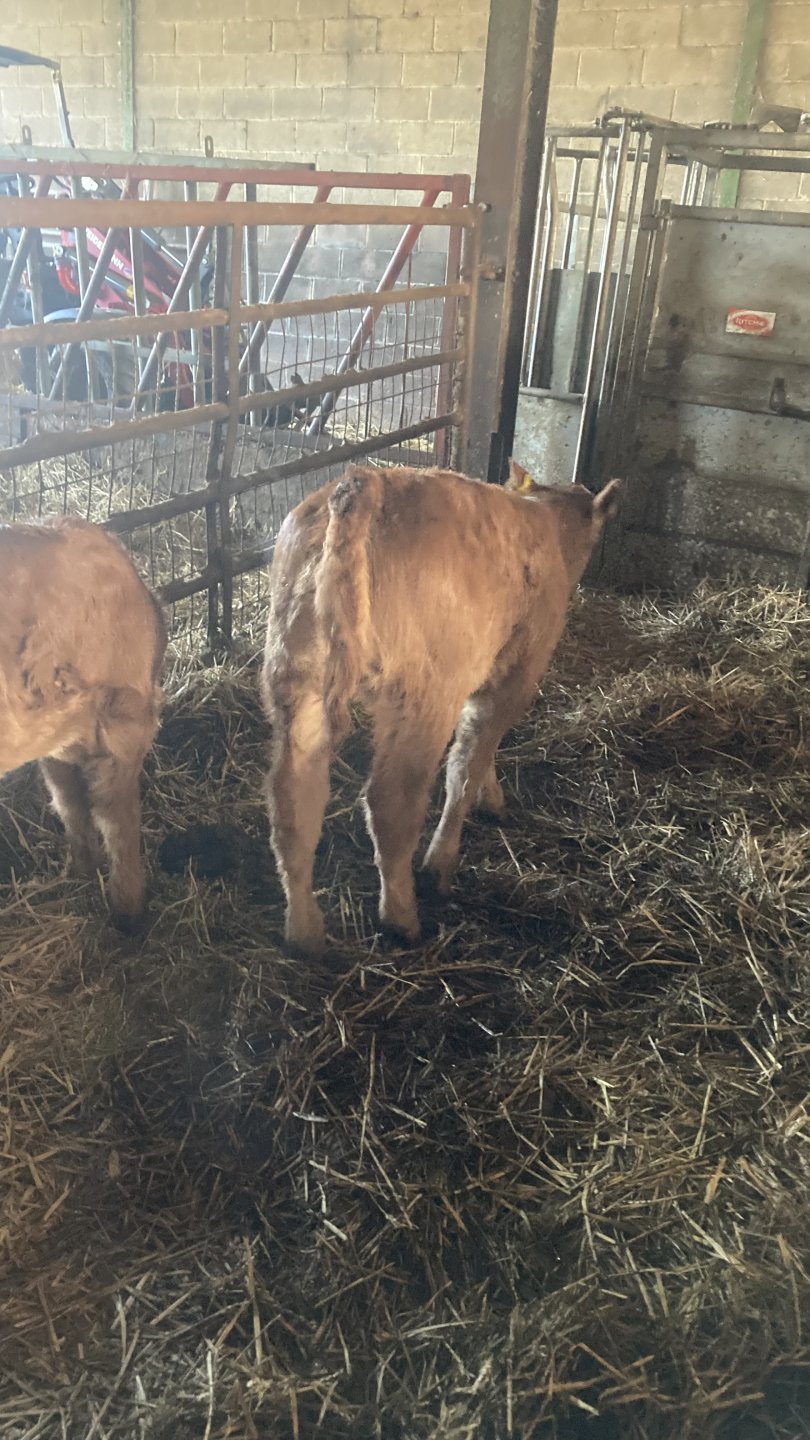 Livestock pictures | Page 237 | The Farming Forum