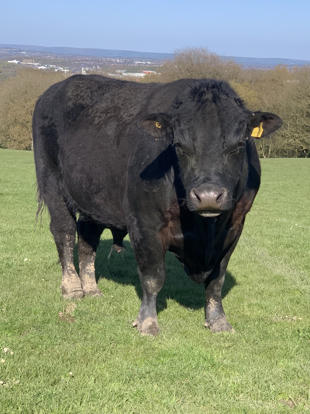 Pedigree Angus bull for sale | The Farming Forum