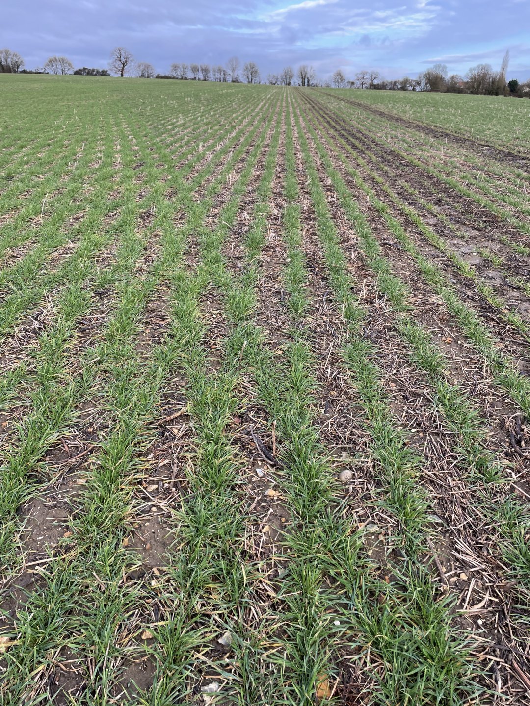 What % of winter crops not planted or destroyed | Page 27 | The Farming ...