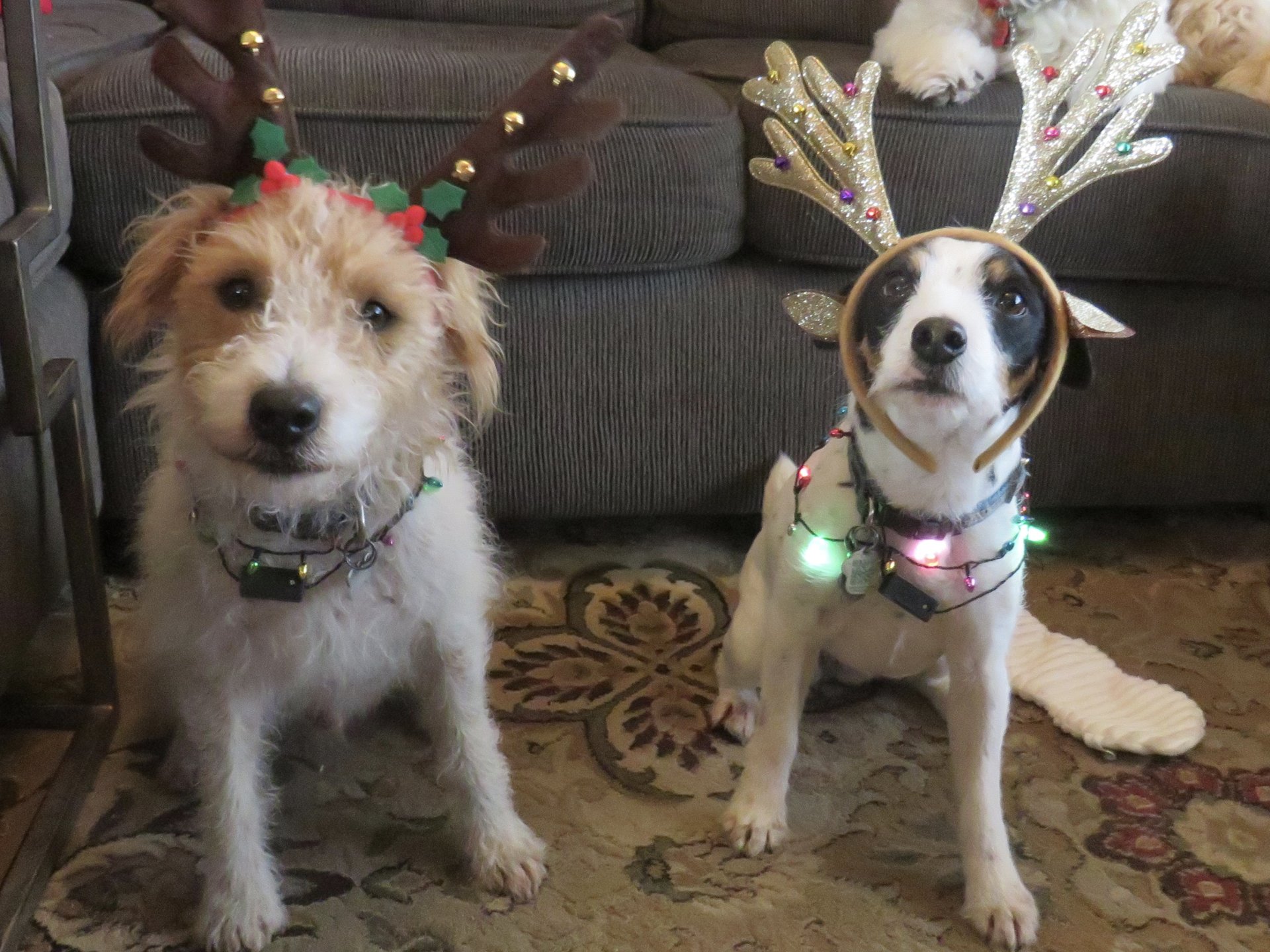 The Farm Dog | Page 136 | The Farming Forum
