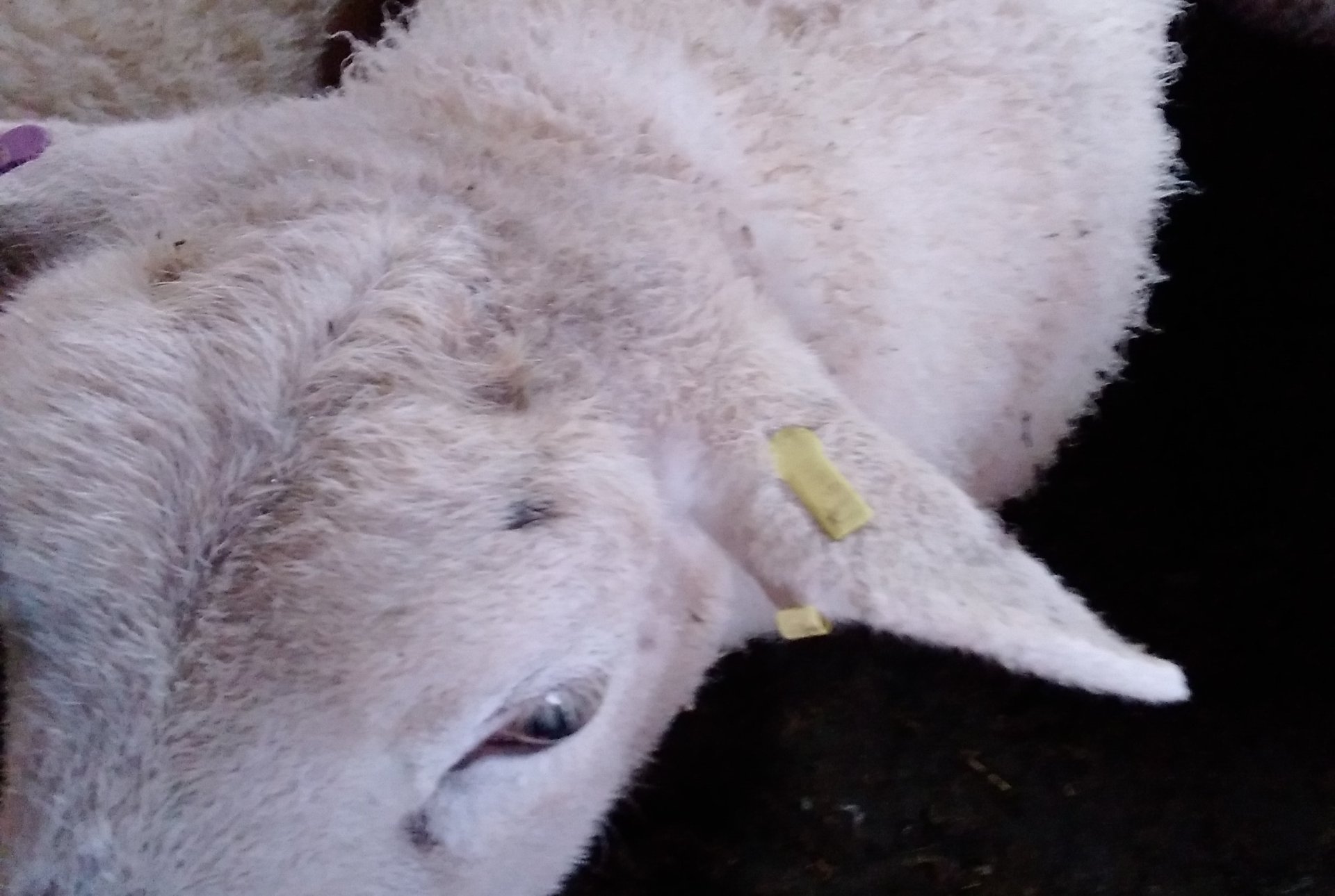 Sheep ear tags ?? The reference thread. | Page 2 | The Farming Forum