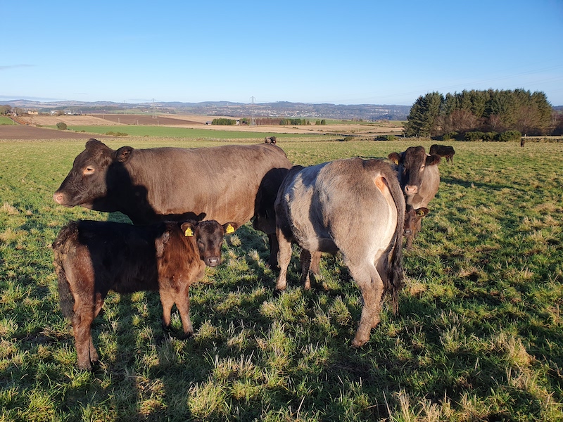 BazxAngus heifers available (don't get excited, I'm thinking ahead ...