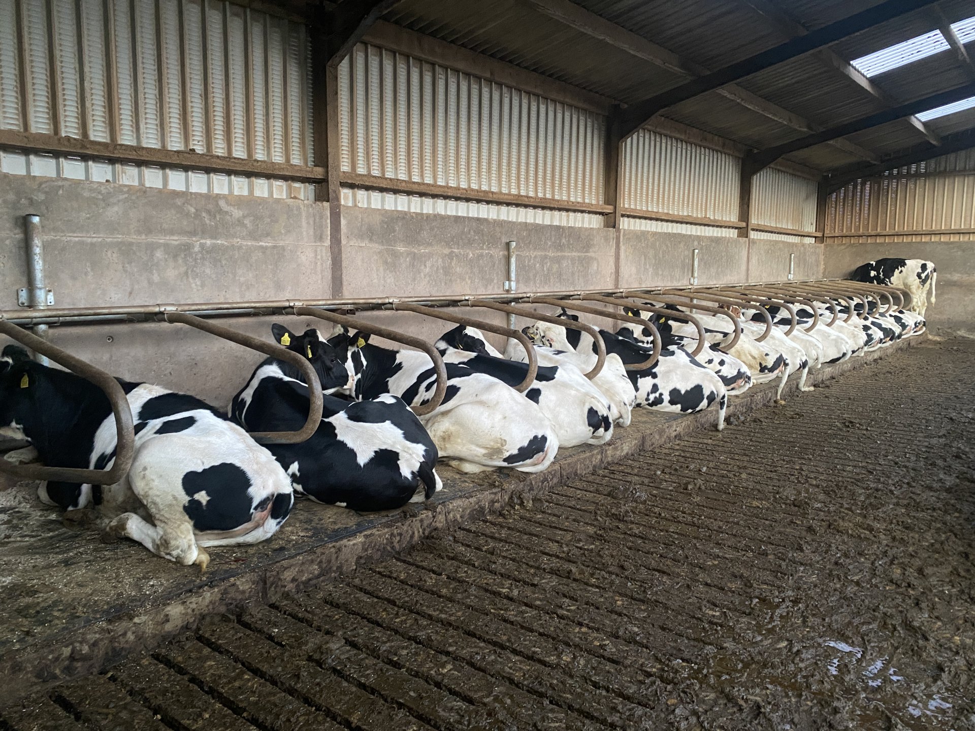 First year heifer housing | The Farming Forum