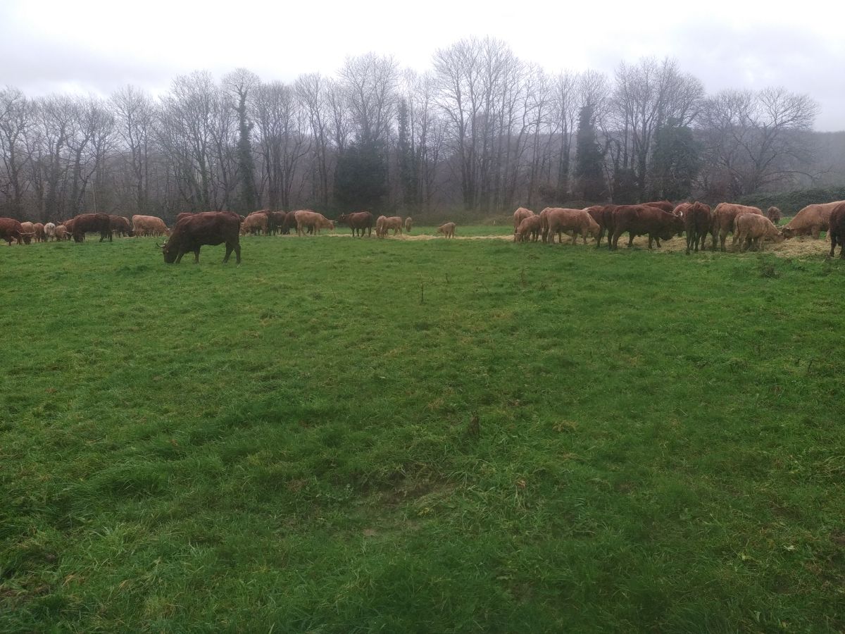 "Improving Our Lot" - Planned Holistic Grazing, for starters.. | Page ...
