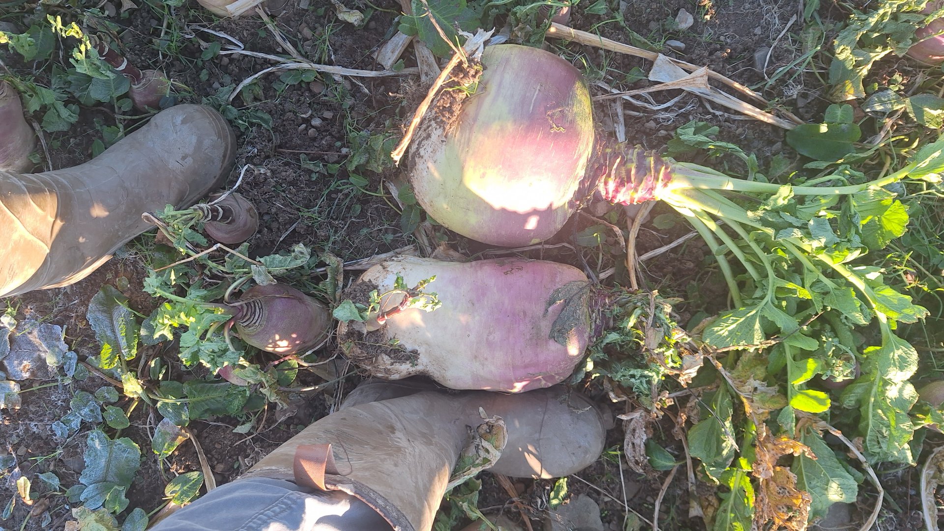 Stubble Turnips | Page 28 | The Farming Forum
