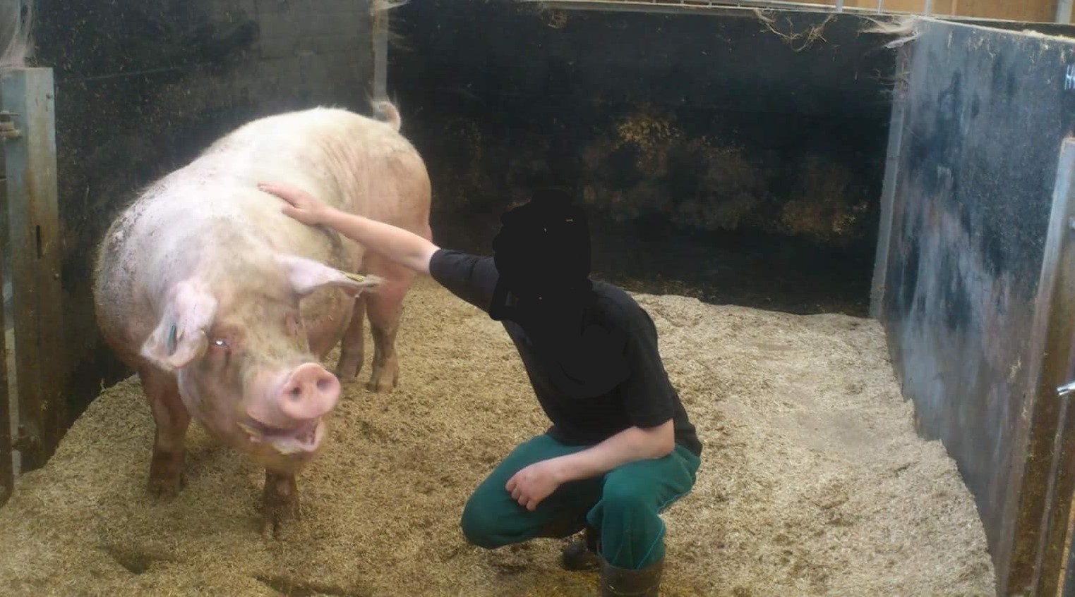 Cull boars and sows on a small scale. | Page 2 | The Farming Forum