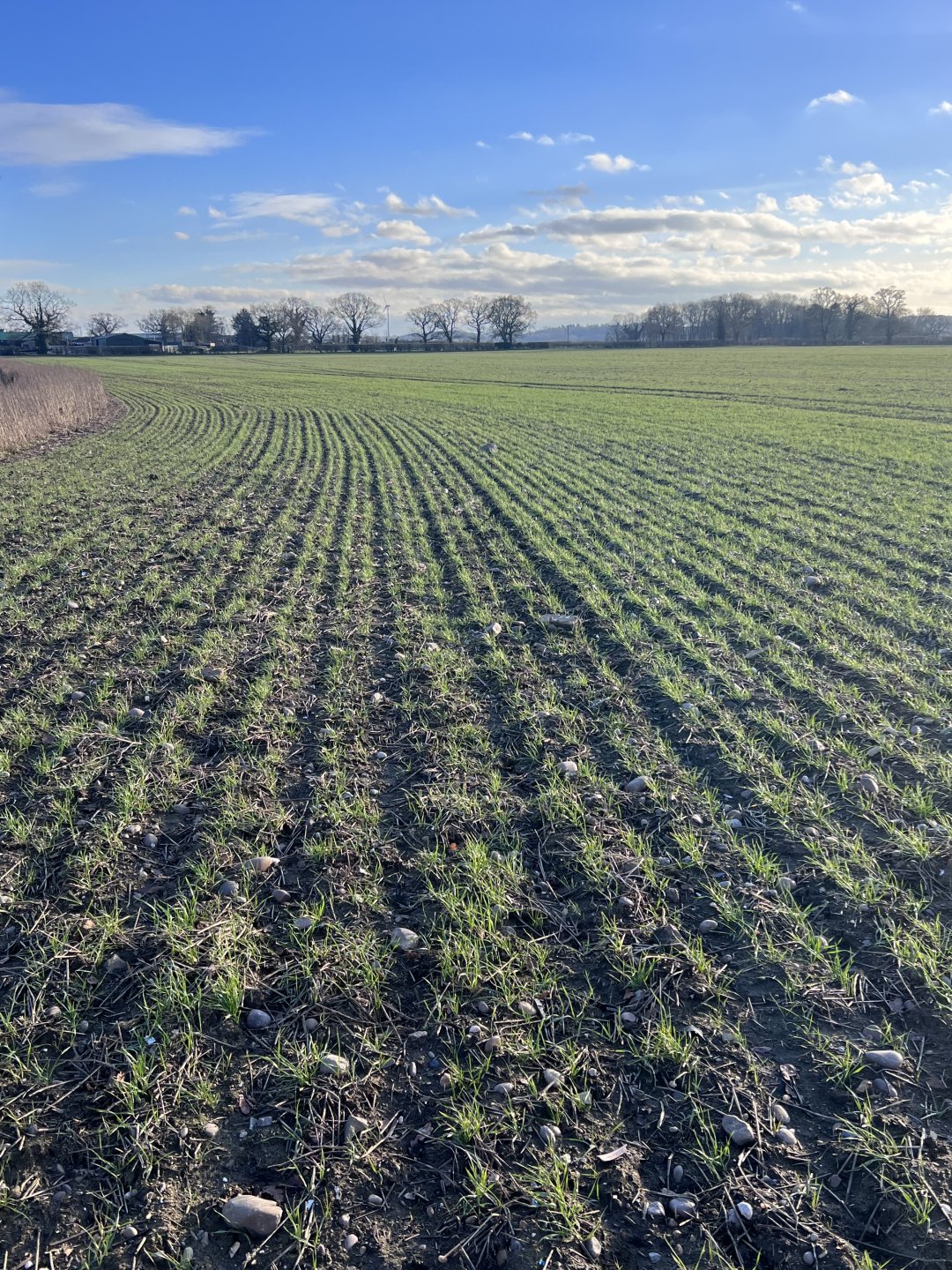 Triton direct seed drill | Page 82 | The Farming Forum