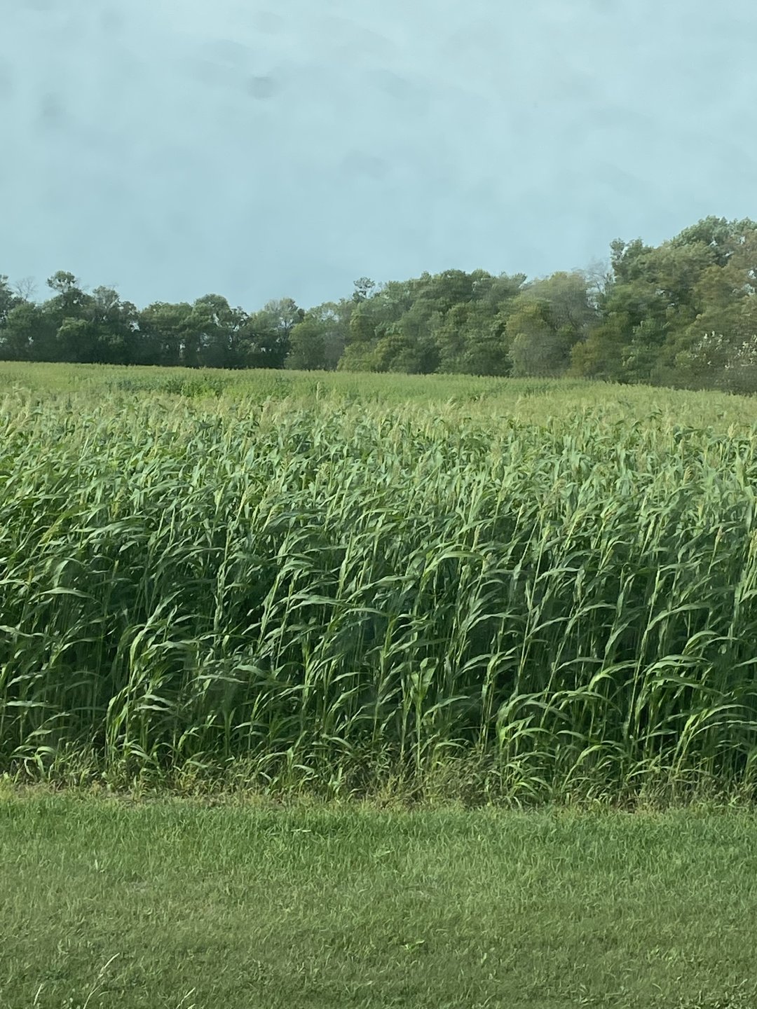 Simple deep rooting cover crop suggestions please. | The Farming Forum