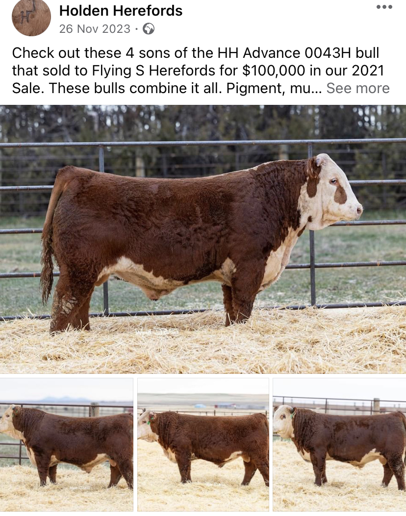 Livestock pictures | Page 245 | The Farming Forum