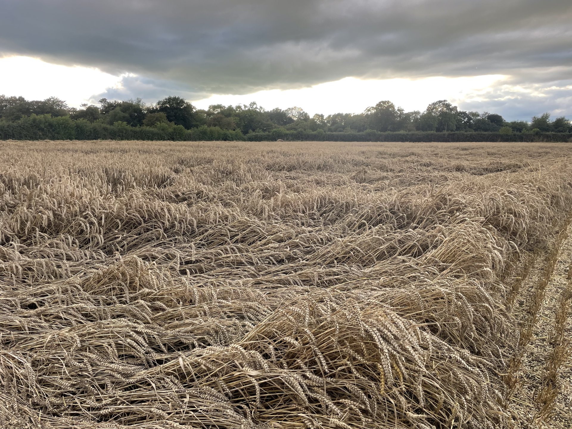 Champion winter wheat | Page 2 | The Farming Forum