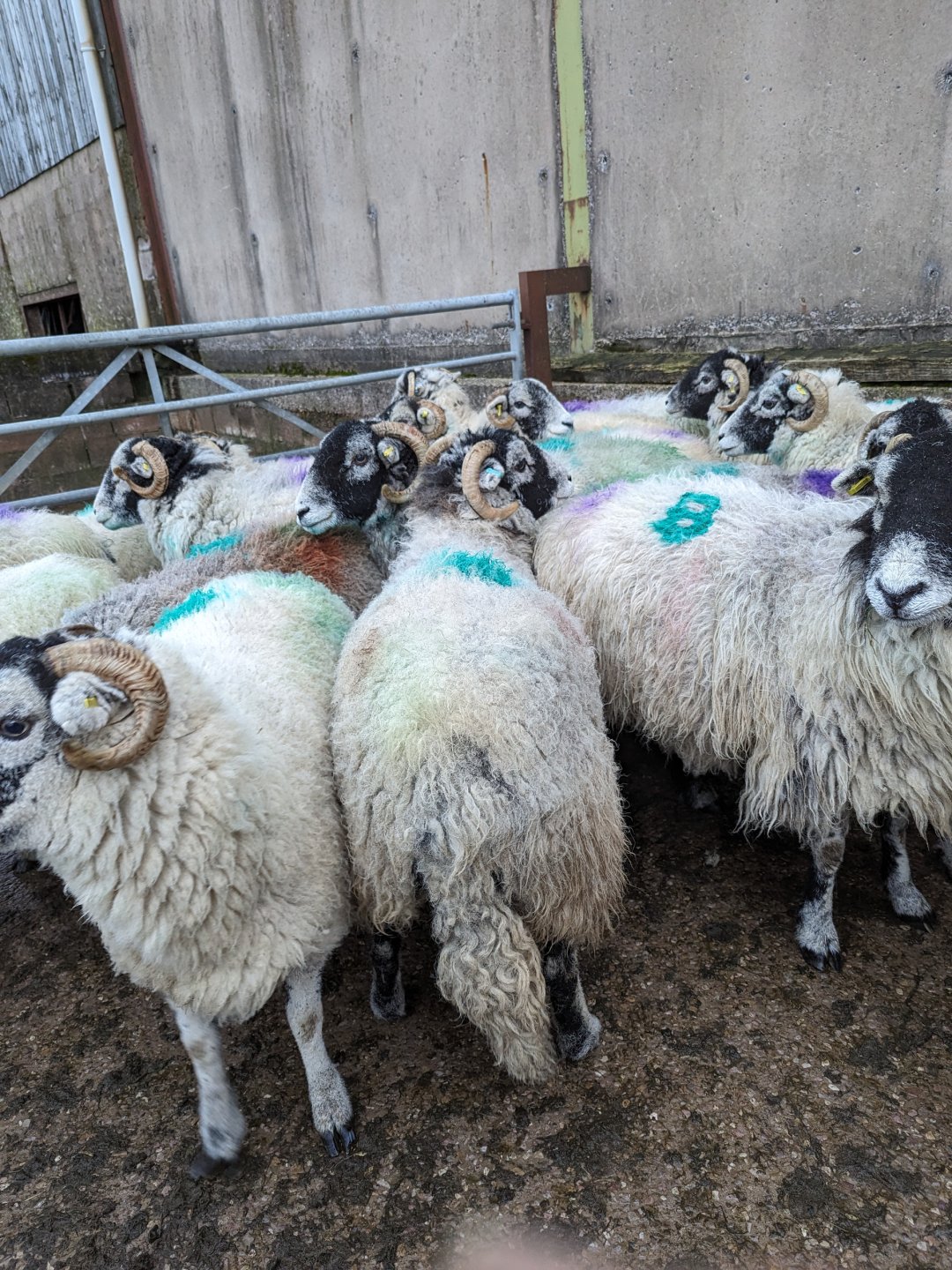 Beef / Lamb & Pig Price Tracker | Page 7489 | The Farming Forum