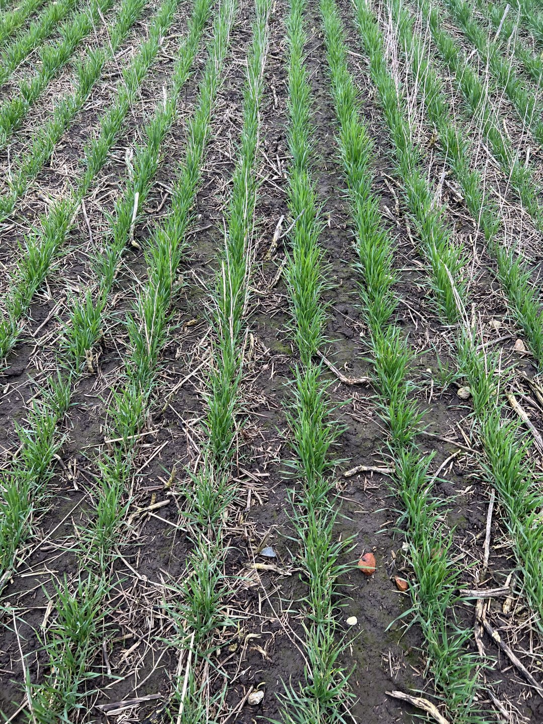 Direct/Strip-till drilling photo gallery | Page 144 | The Farming Forum