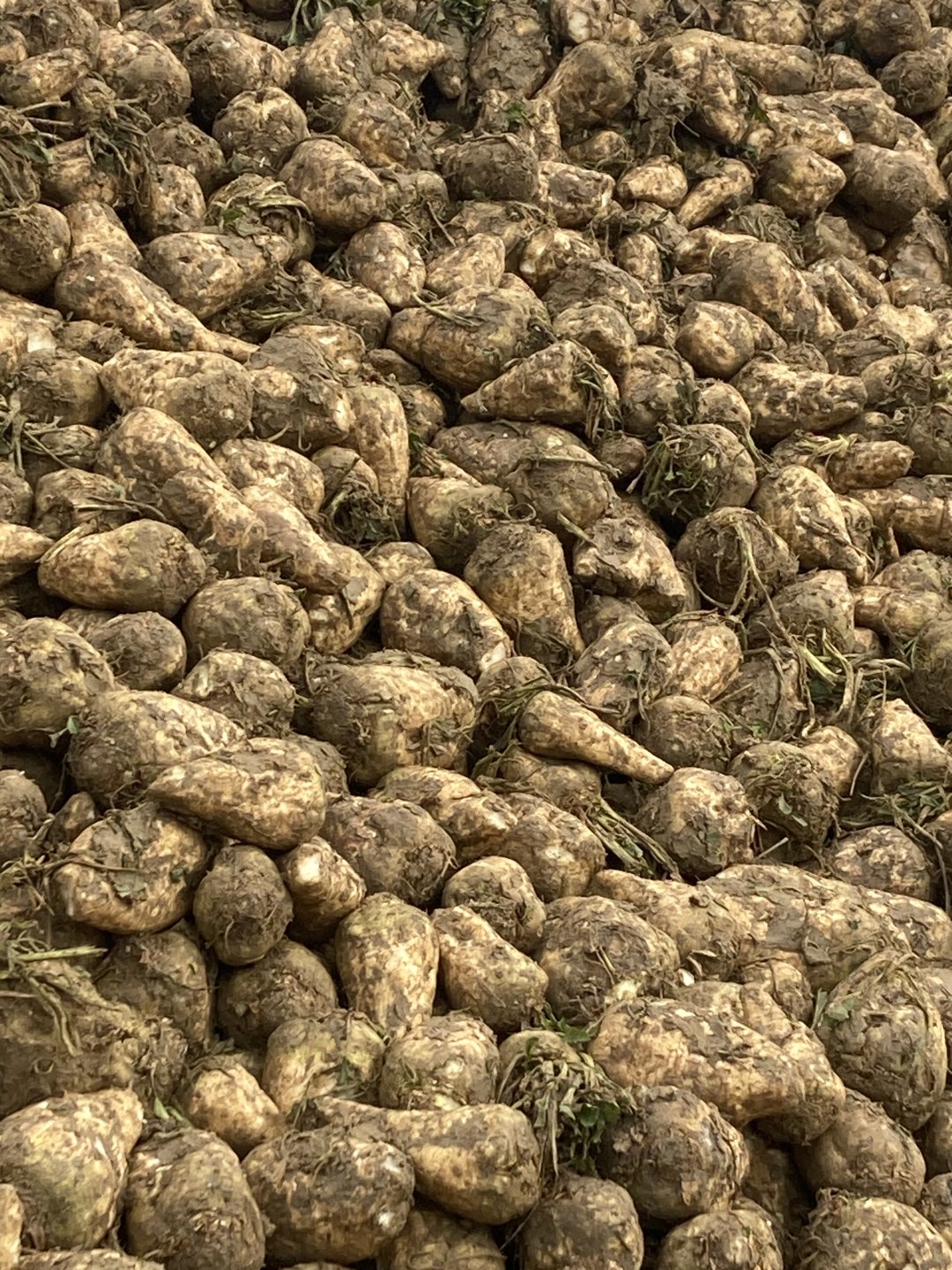 Beet 23 | Page 42 | The Farming Forum