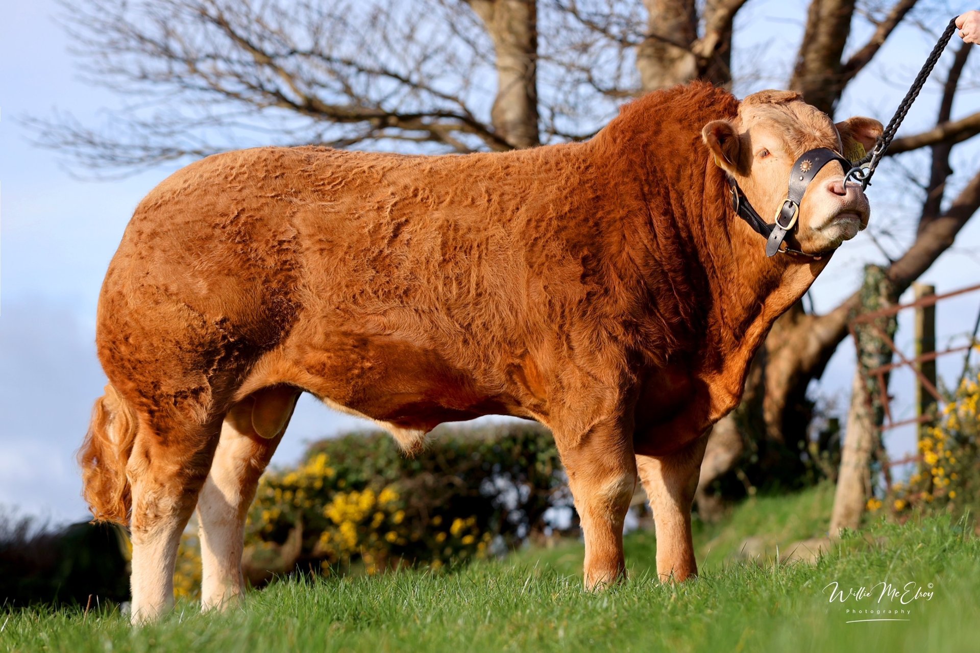 Blonde bulls | Page 12 | The Farming Forum