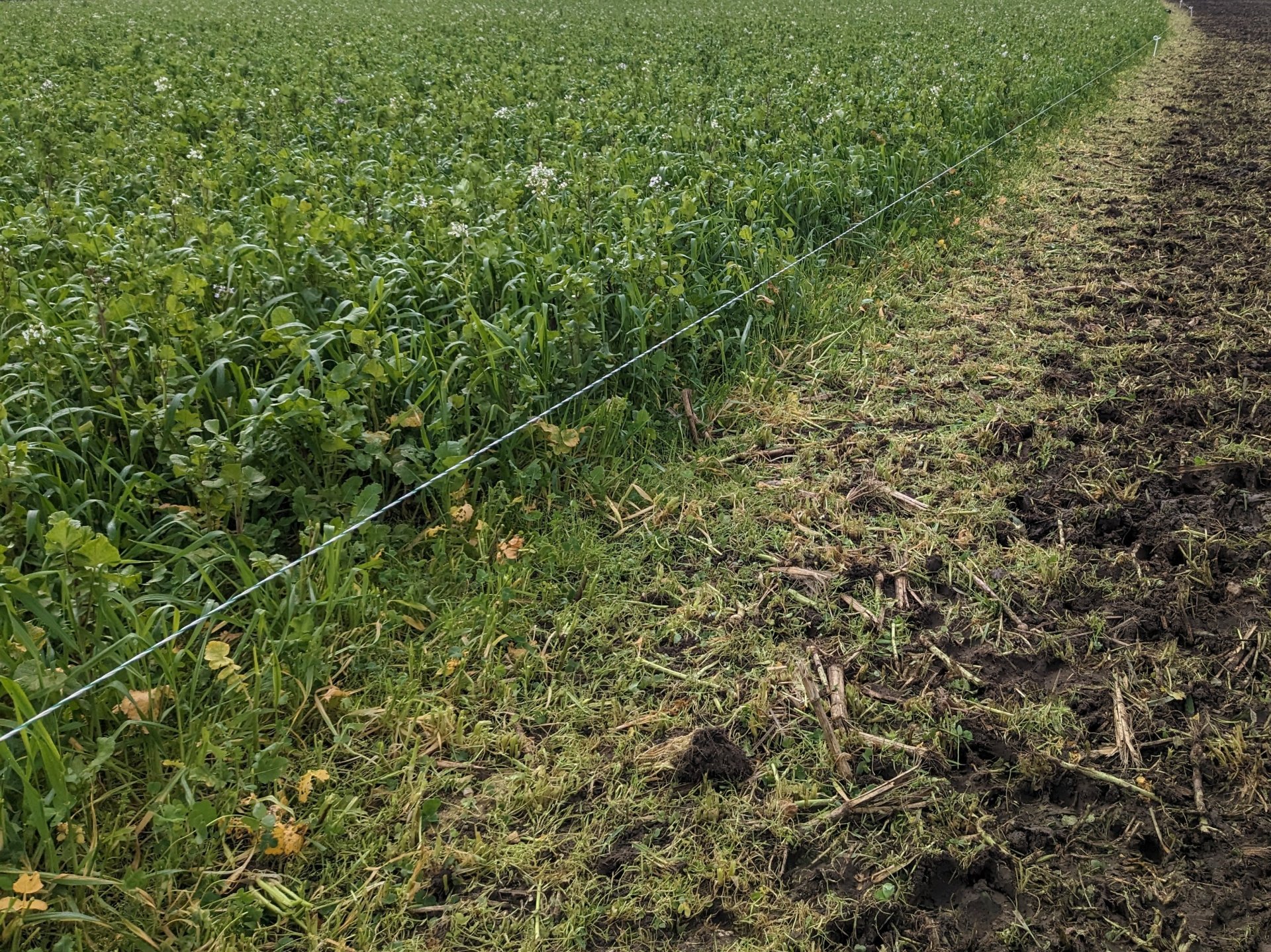 Maize 2023 | Page 66 | The Farming Forum