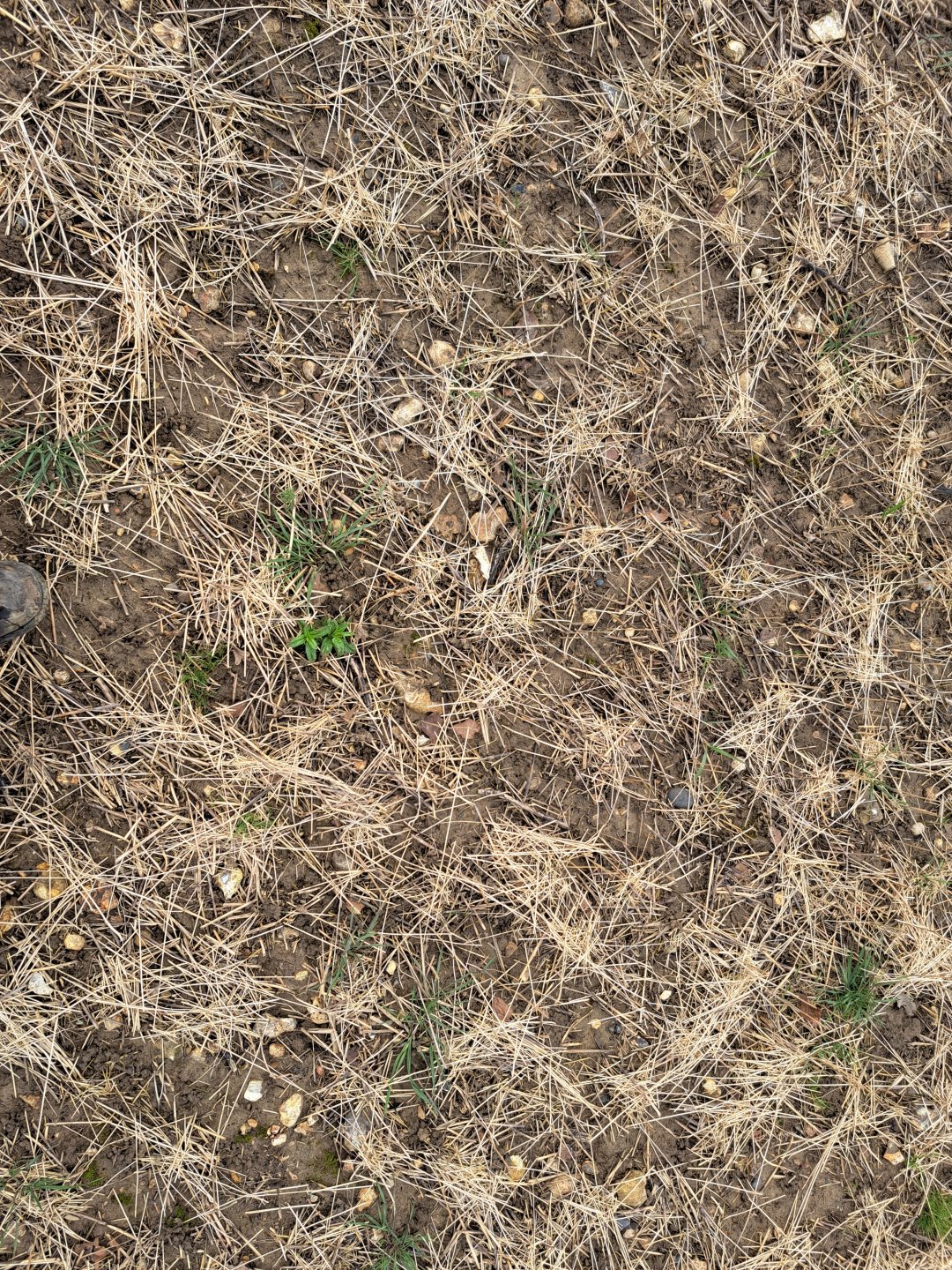 Winter cover crops on heavy land... what a disaster | Page 8 | The ...