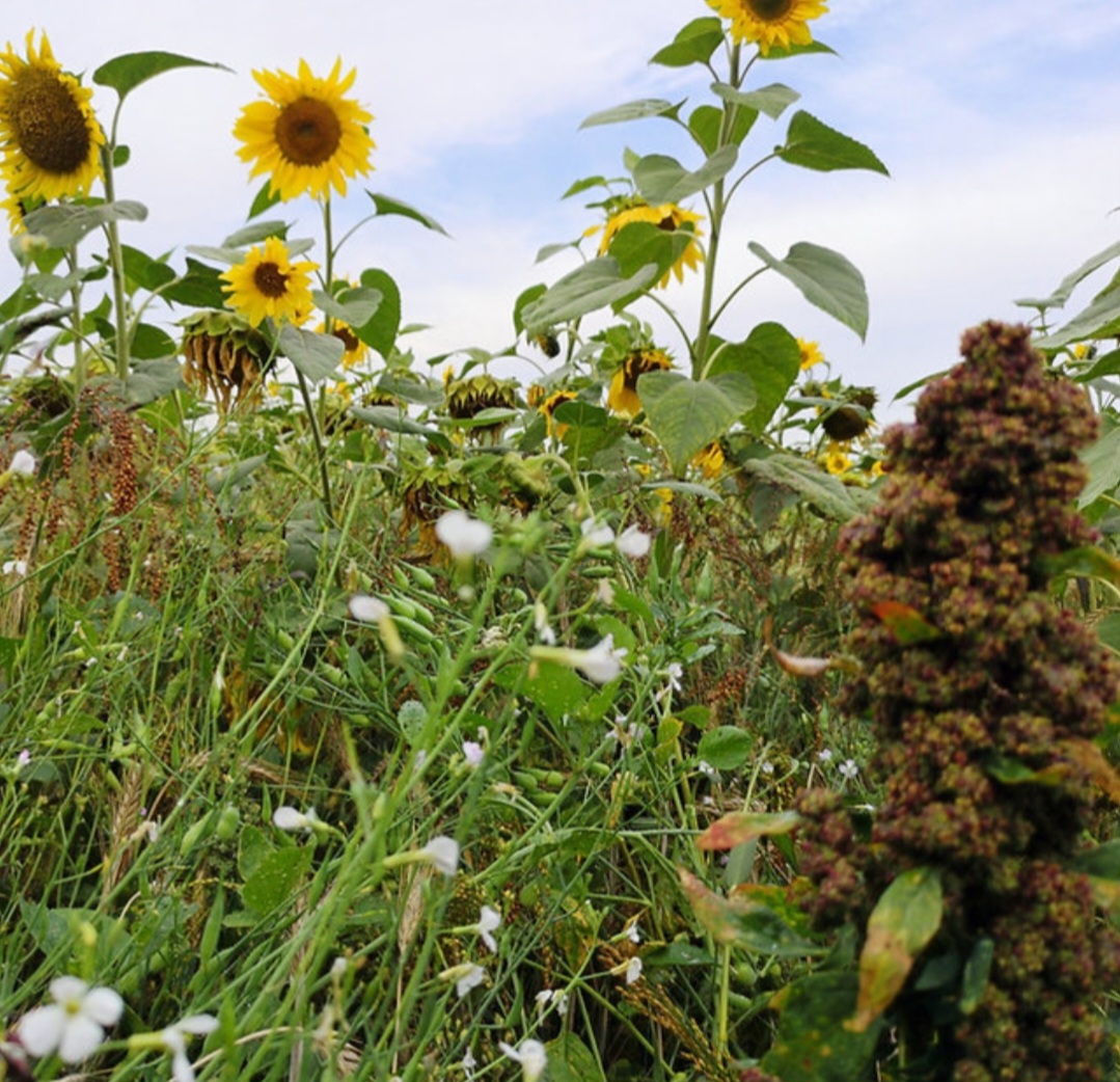 SAM 3 Seed Mixes | The Farming Forum