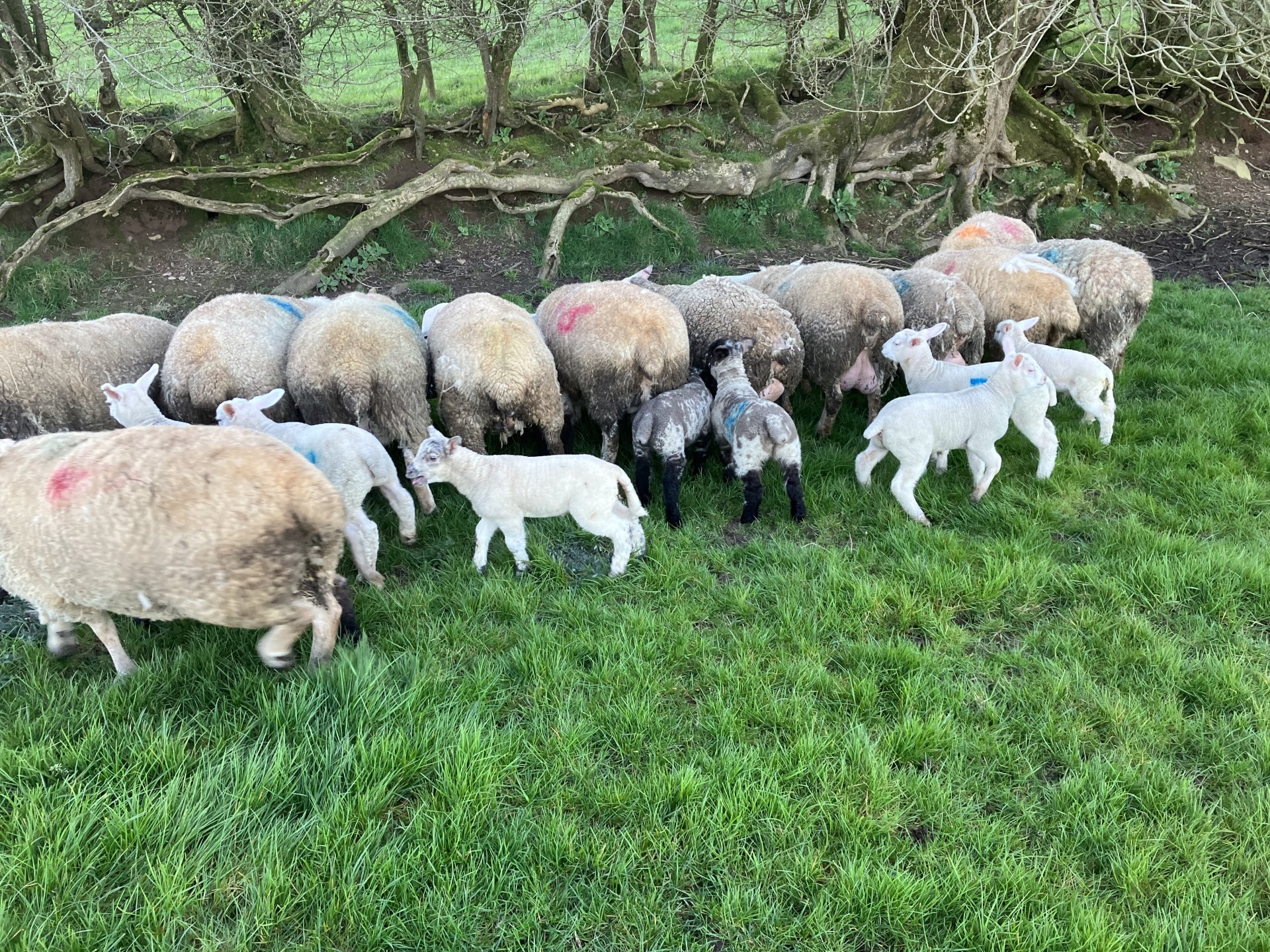 Lambing losses. | Page 11 | The Farming Forum