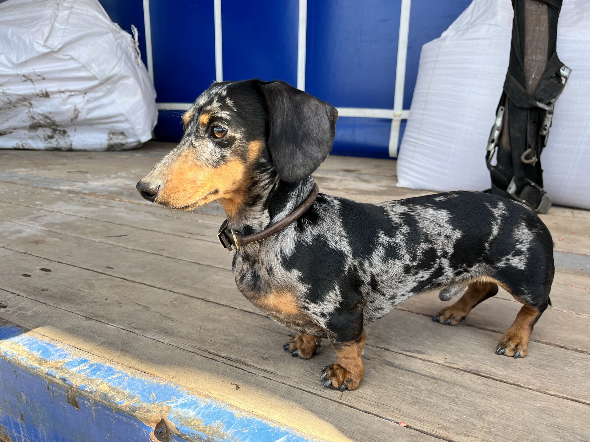 The Farm Dog | Page 136 | The Farming Forum