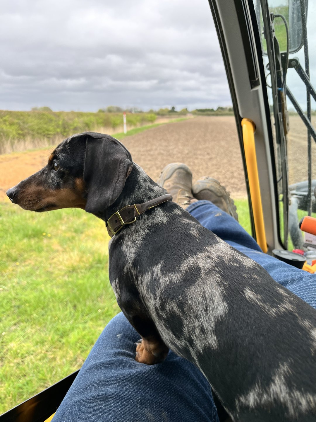 The Farm Dog | Page 136 | The Farming Forum