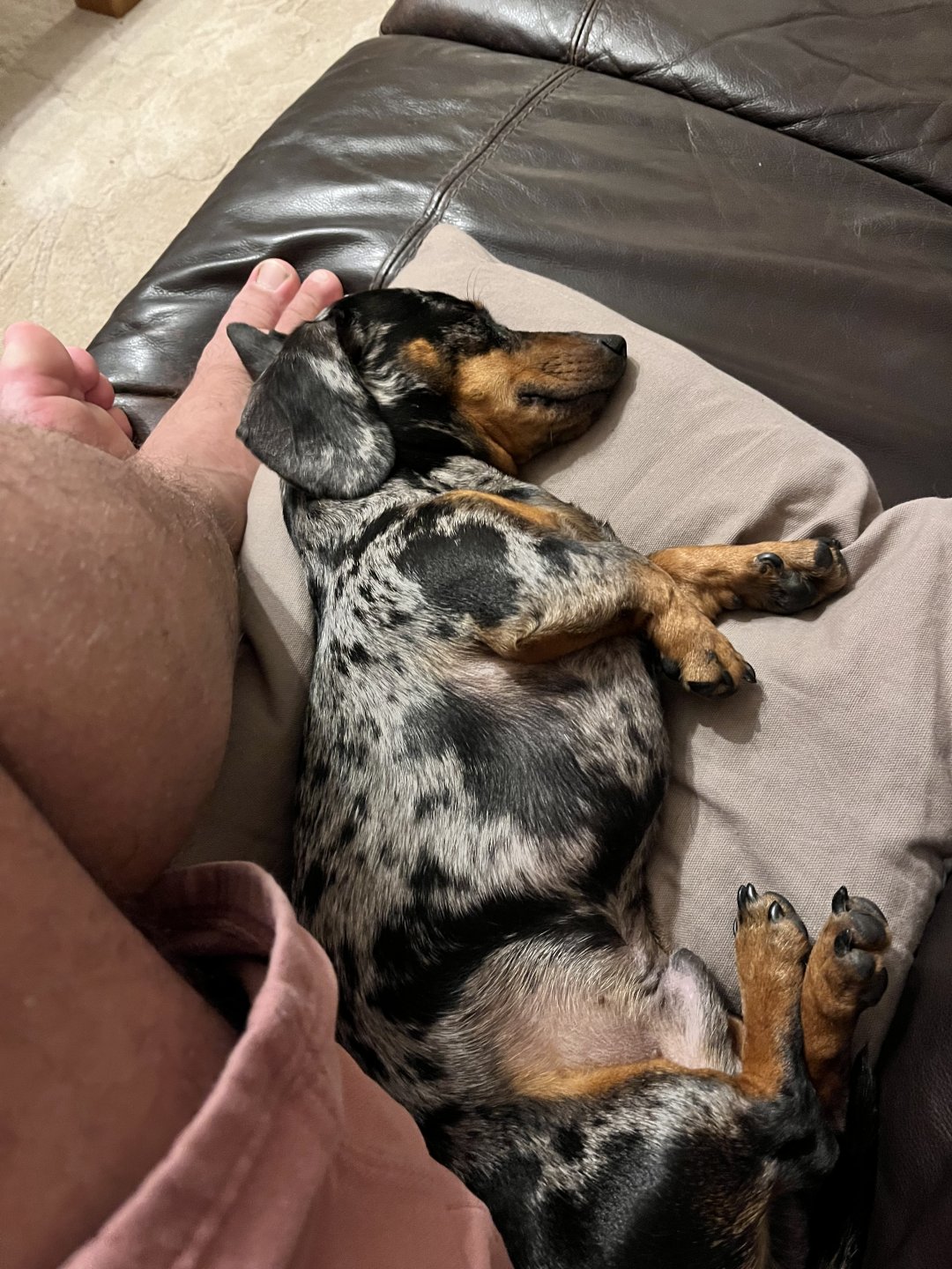 The Farm Dog | Page 136 | The Farming Forum
