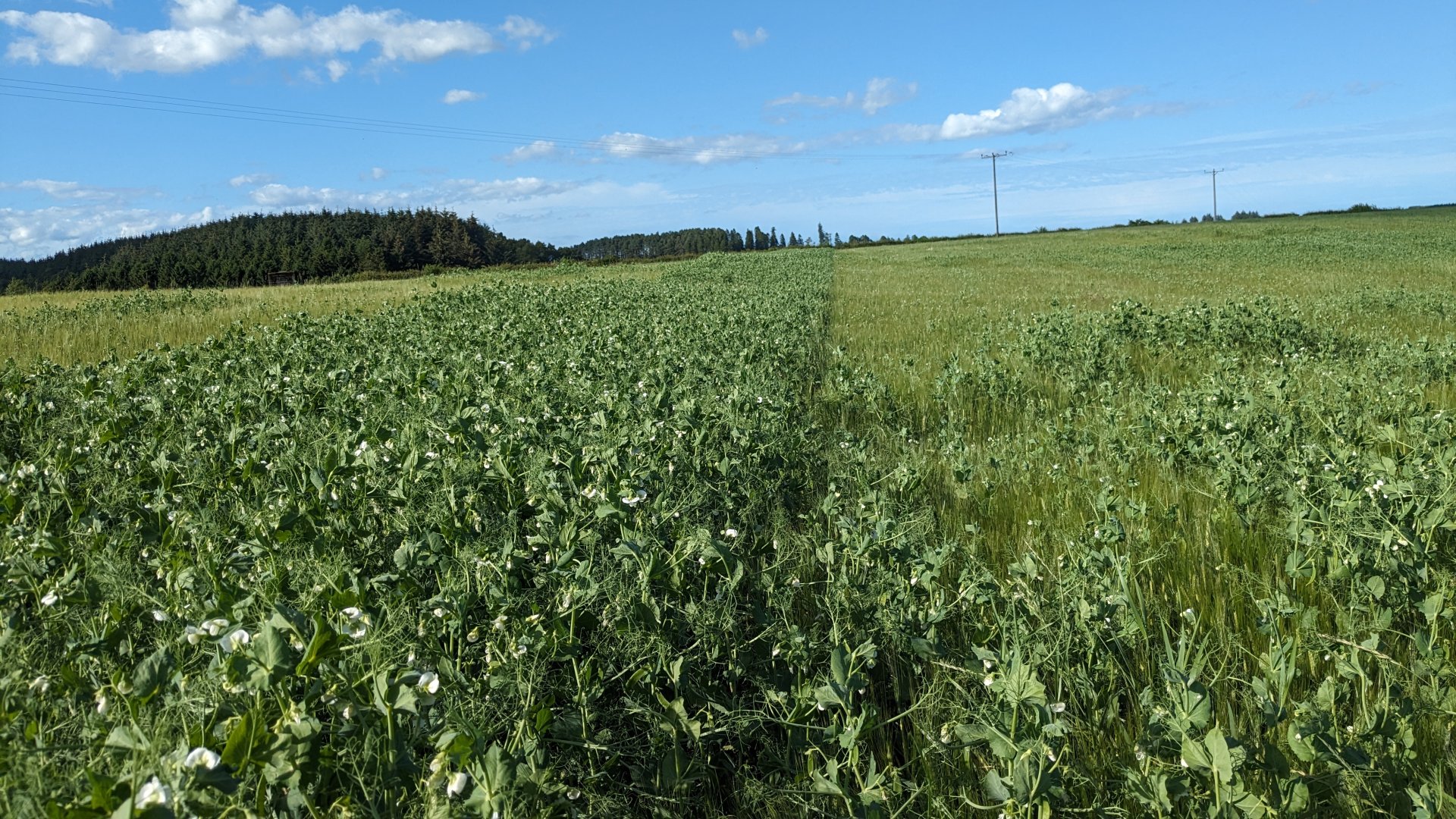Barley/Pea wholecrop freshweight yield per acre | The Farming Forum