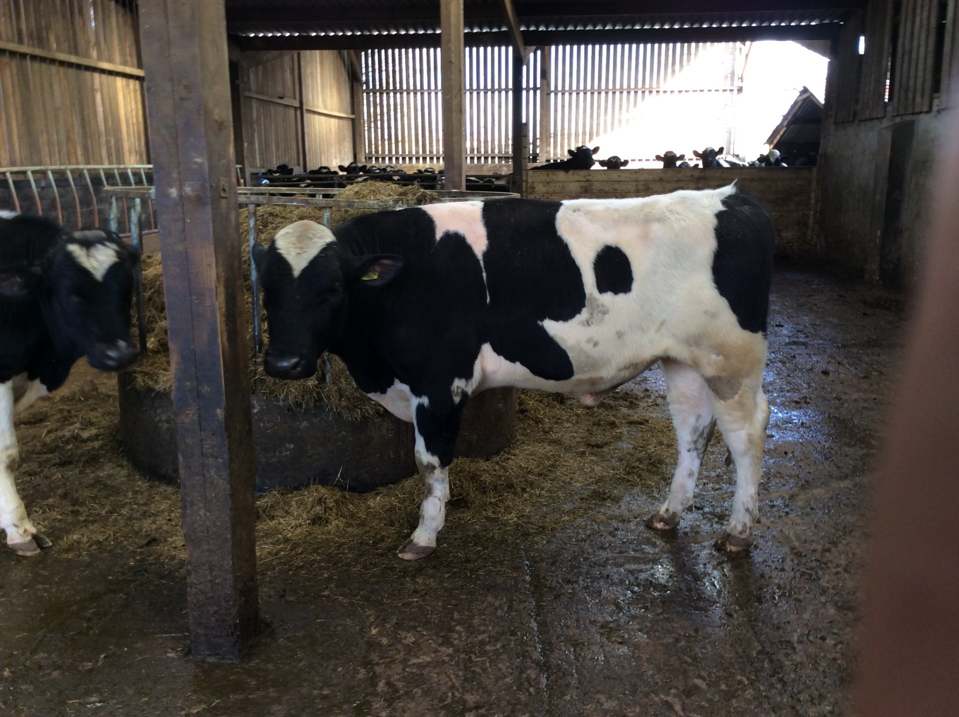 Goonhilly Arthur British Friesian Bull | The Farming Forum
