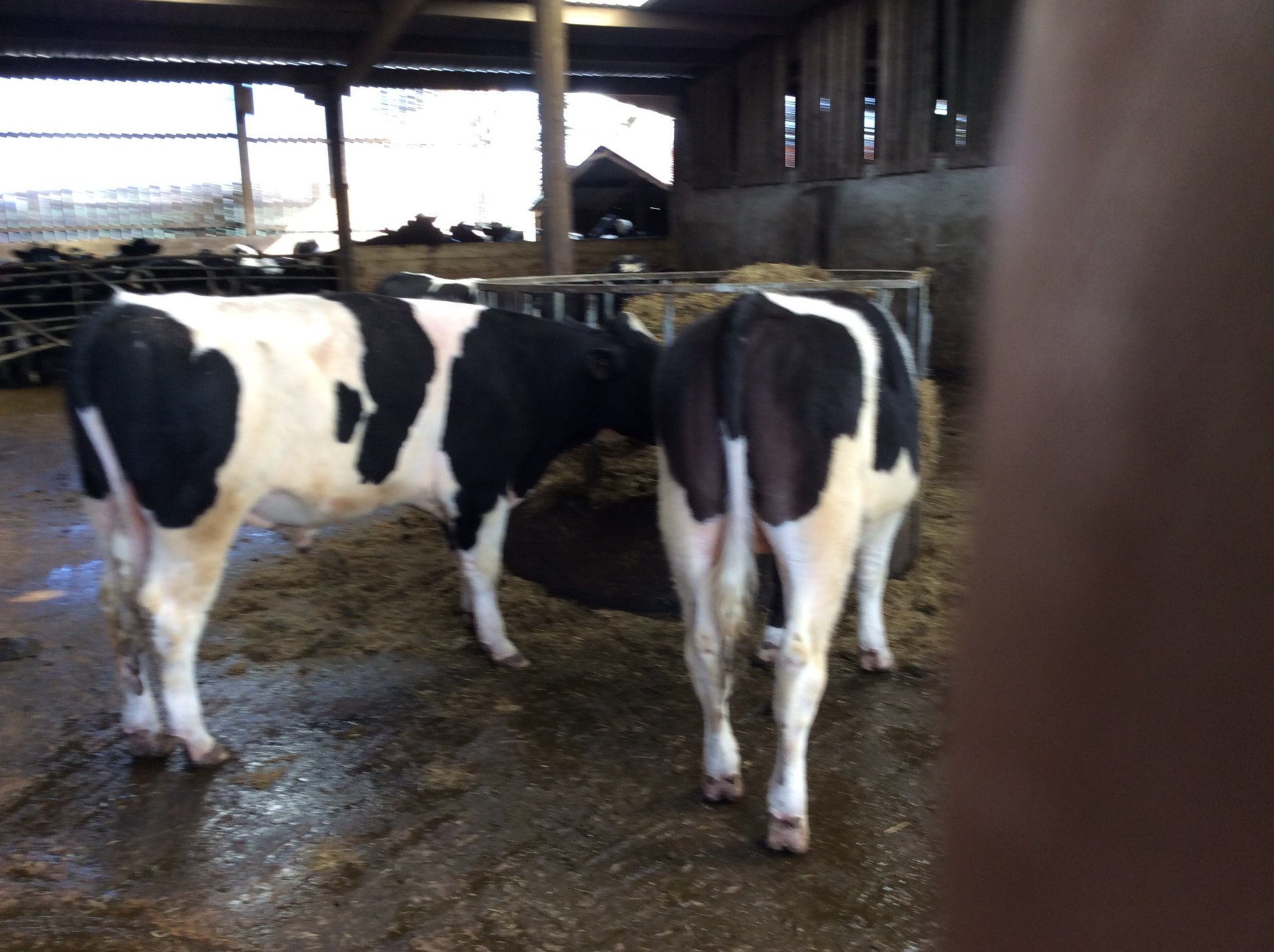 Goonhilly Arthur British Friesian Bull | The Farming Forum