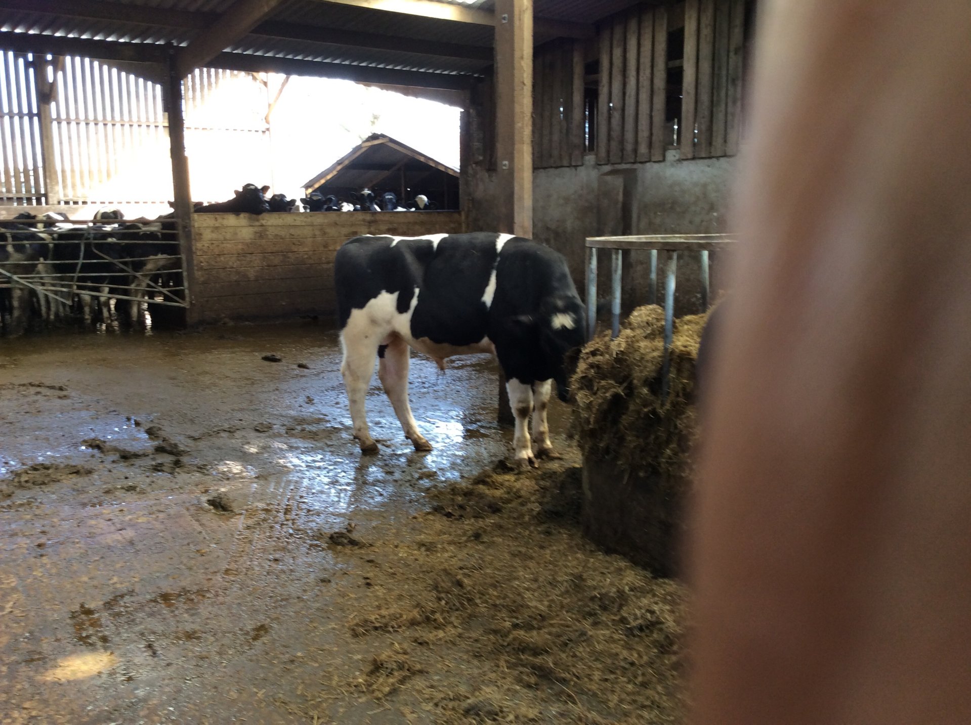 Goonhilly Arthur British Friesian Bull | The Farming Forum